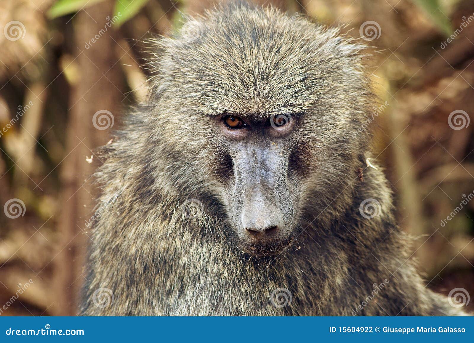 Babbuino primo piano # 2 stock photo. Image of tanzania - 15604922