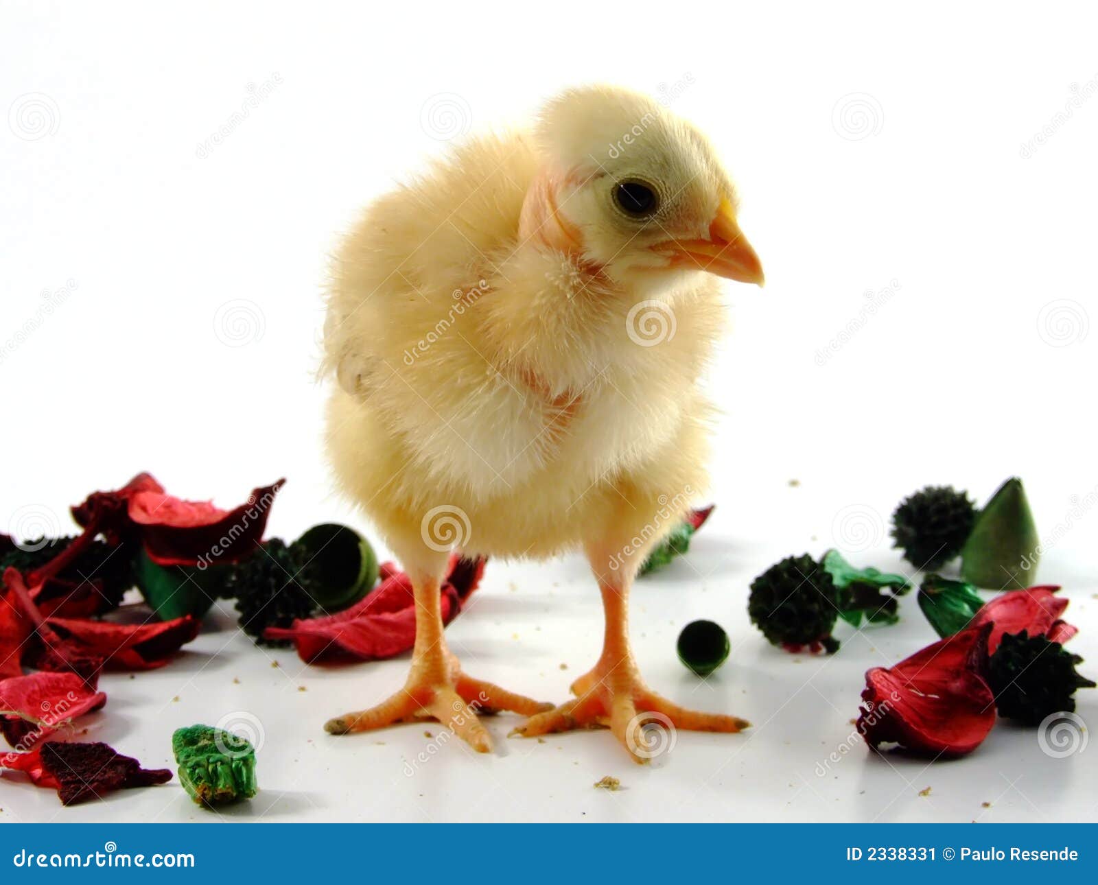 Babby chicken stock image. Image of chicken, feather, animal - 2338331