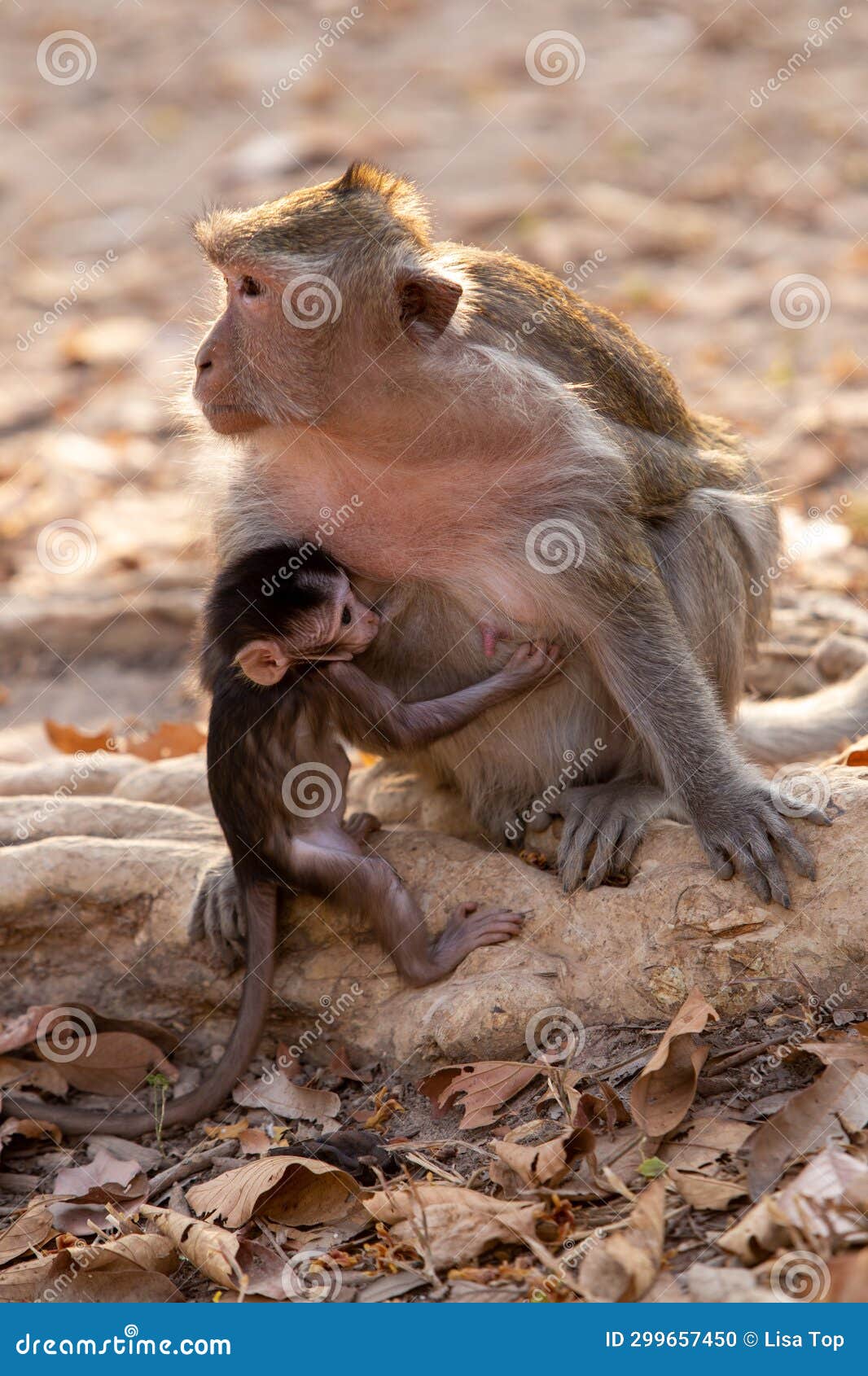 Babby Monkey and Momma stock photo. Image of love, mothering - 299657450