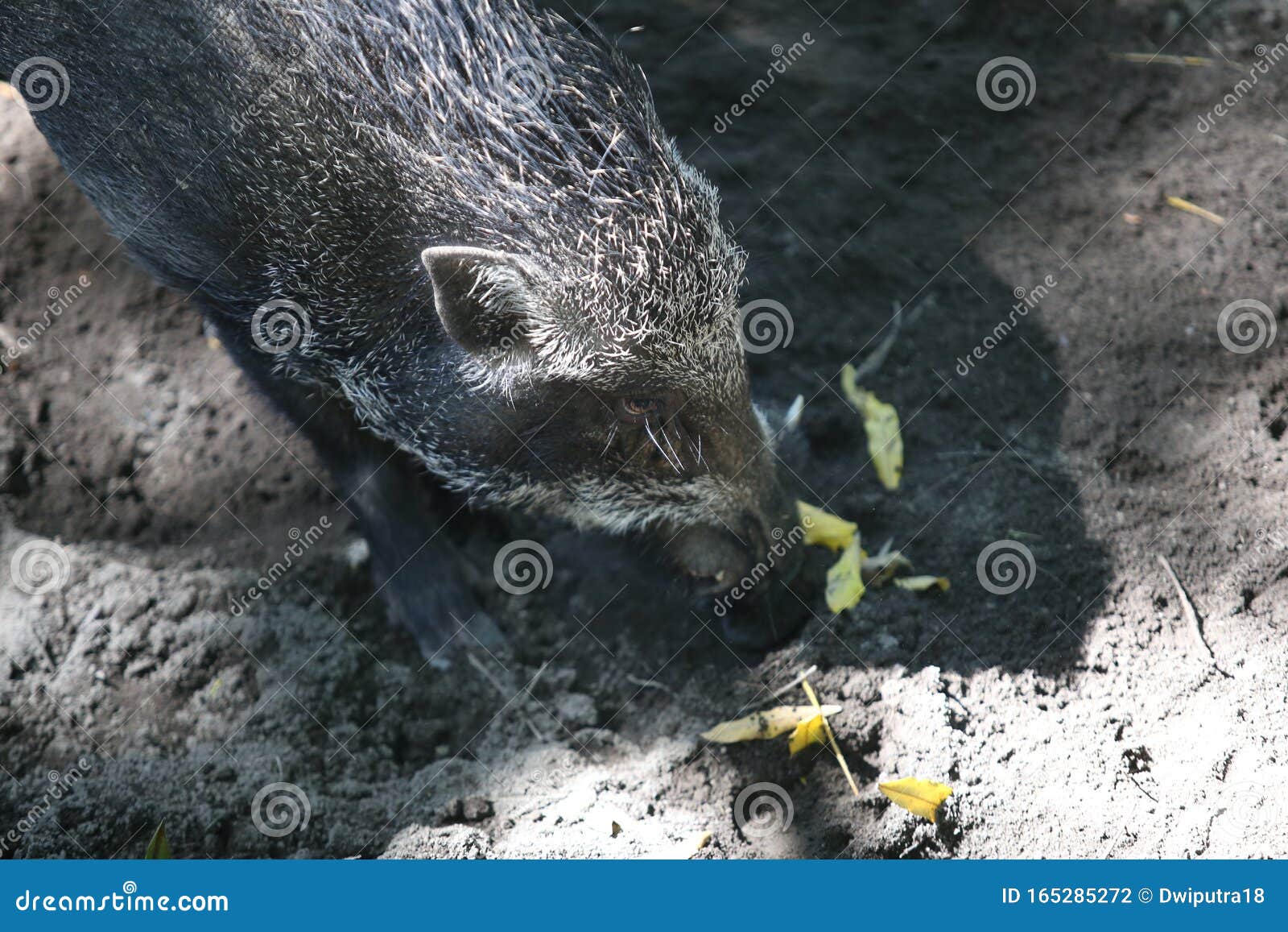 Babi celeng or Wild boar stock photo. Image of majestic - 165285272