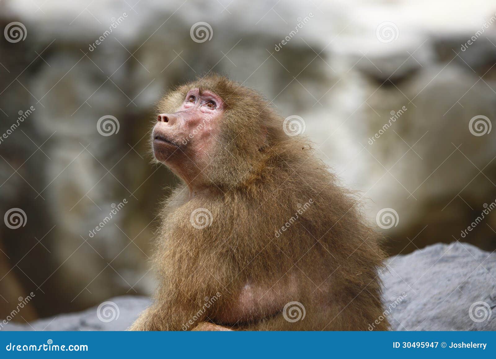 Babian fotografering för bildbyråer. Bild av angus, primat - 30495947