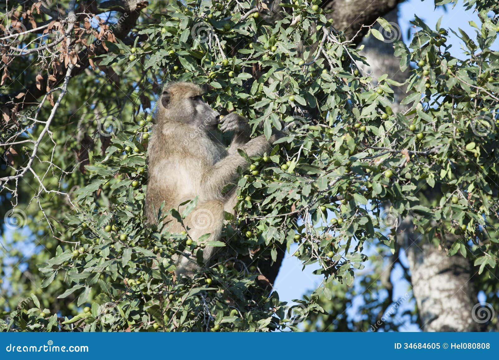Babian fotografering för bildbyråer. Bild av frukter - 34684605