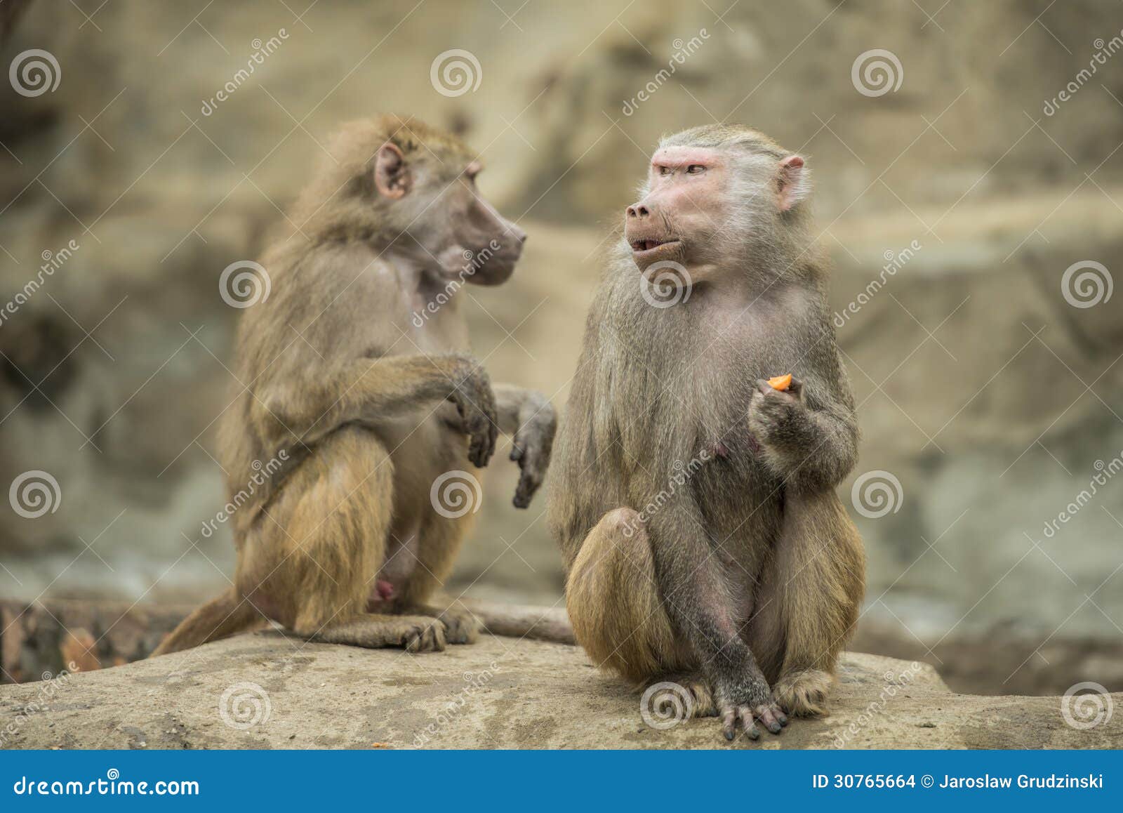 Babianer arkivfoto. Bild av angus, däggdjur, afrikansk - 30765664