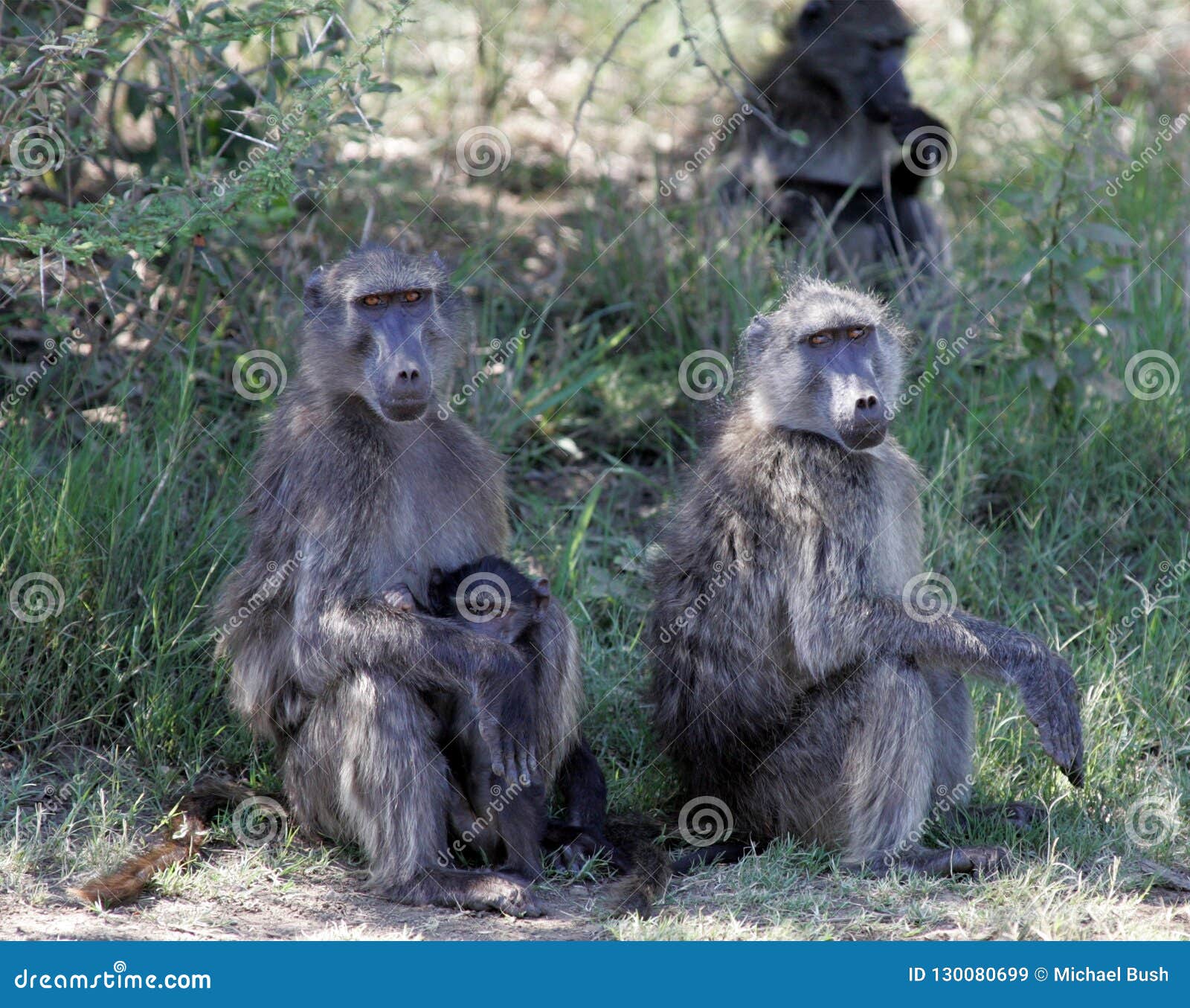 Babianer i Sydafrika fotografering för bildbyråer. Bild av babian ...
