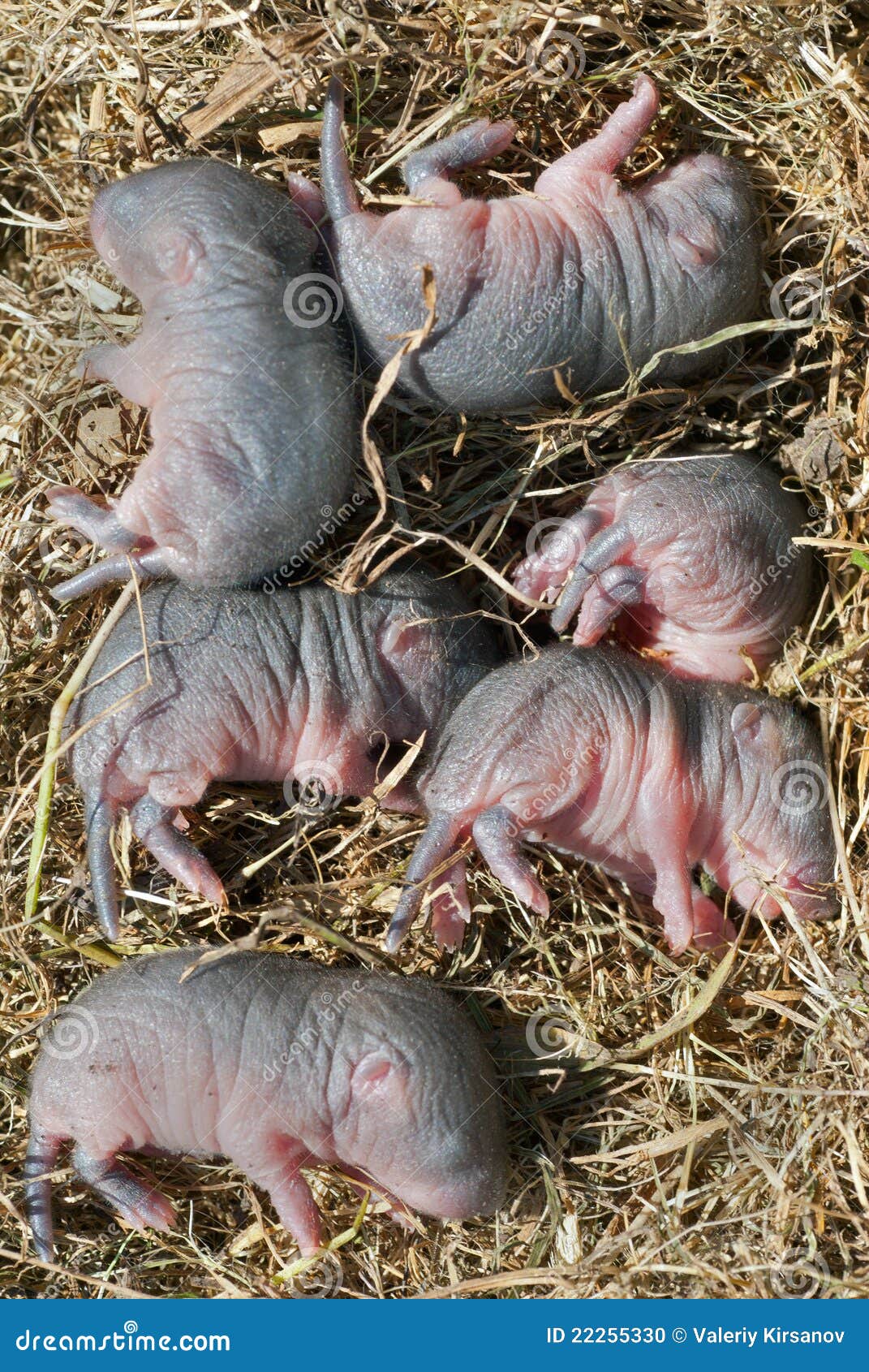 Babies of mouse 3 stock photo. Image of little, animal - 22255330