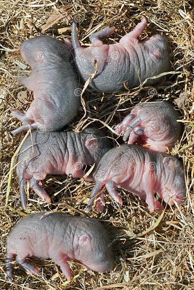 Babies of mouse 3 stock photo. Image of little, animal - 22255330