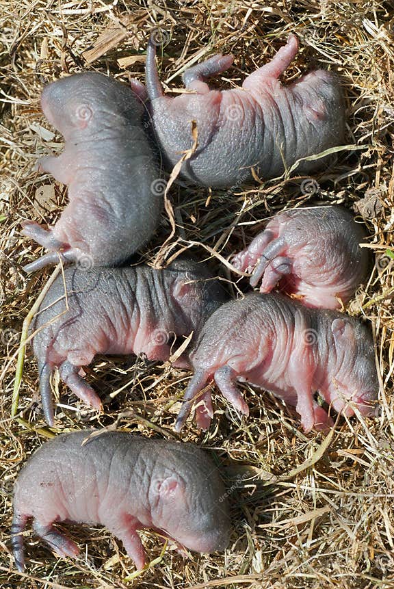 Babies of mouse 3 stock photo. Image of little, animal - 22255330
