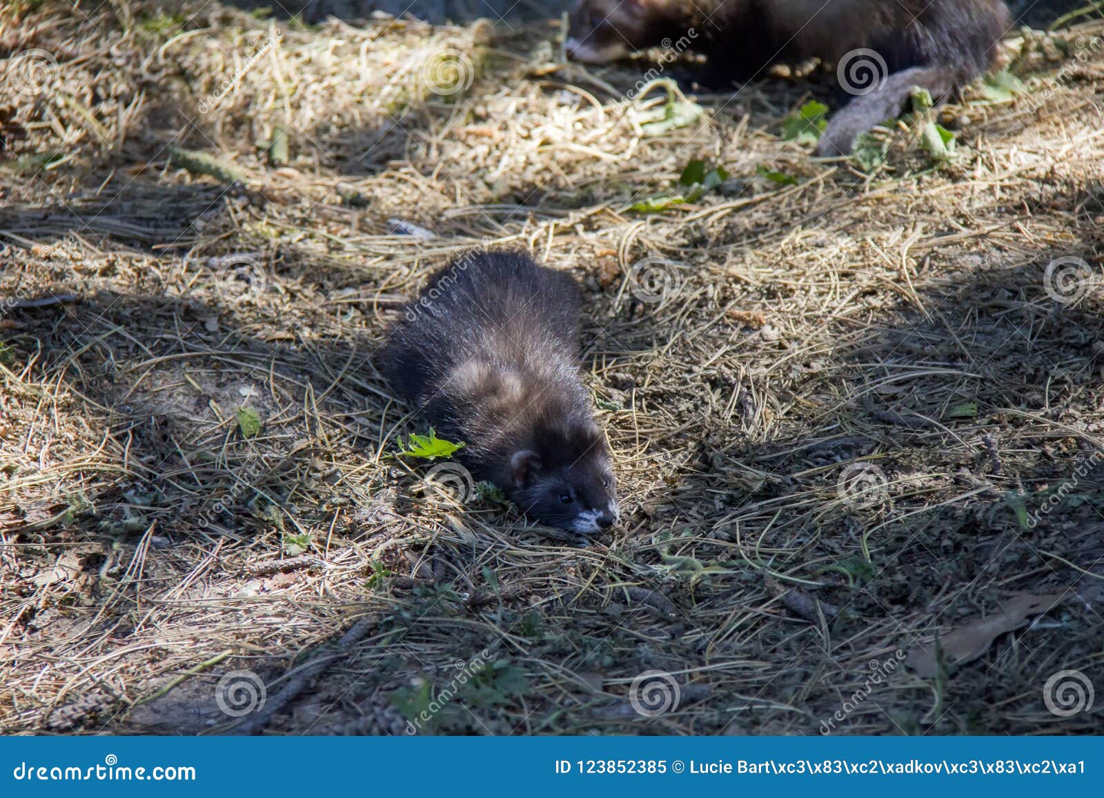 Babies of polecat. stock image. Image of cute, mammal - 123852385