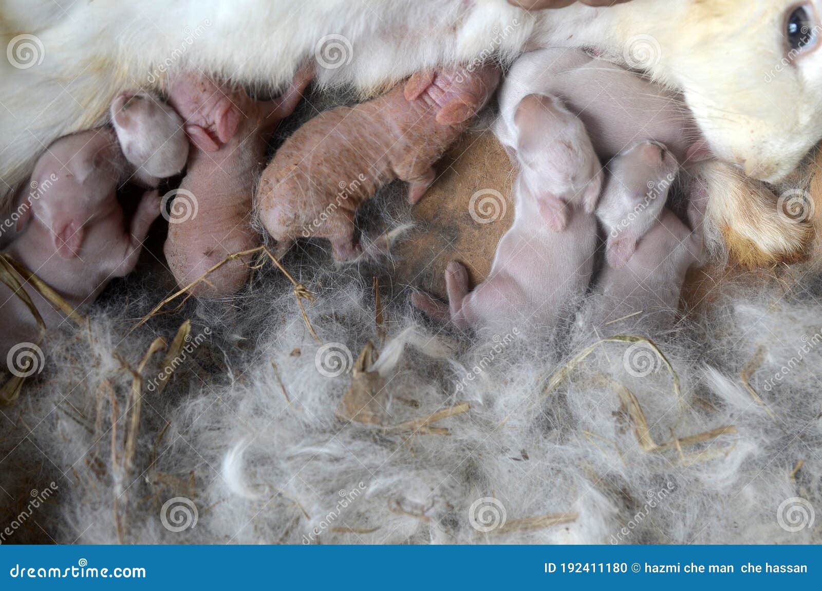 Babies Rabbits Breastfeeding in the Coops Stock Photo - Image of ...
