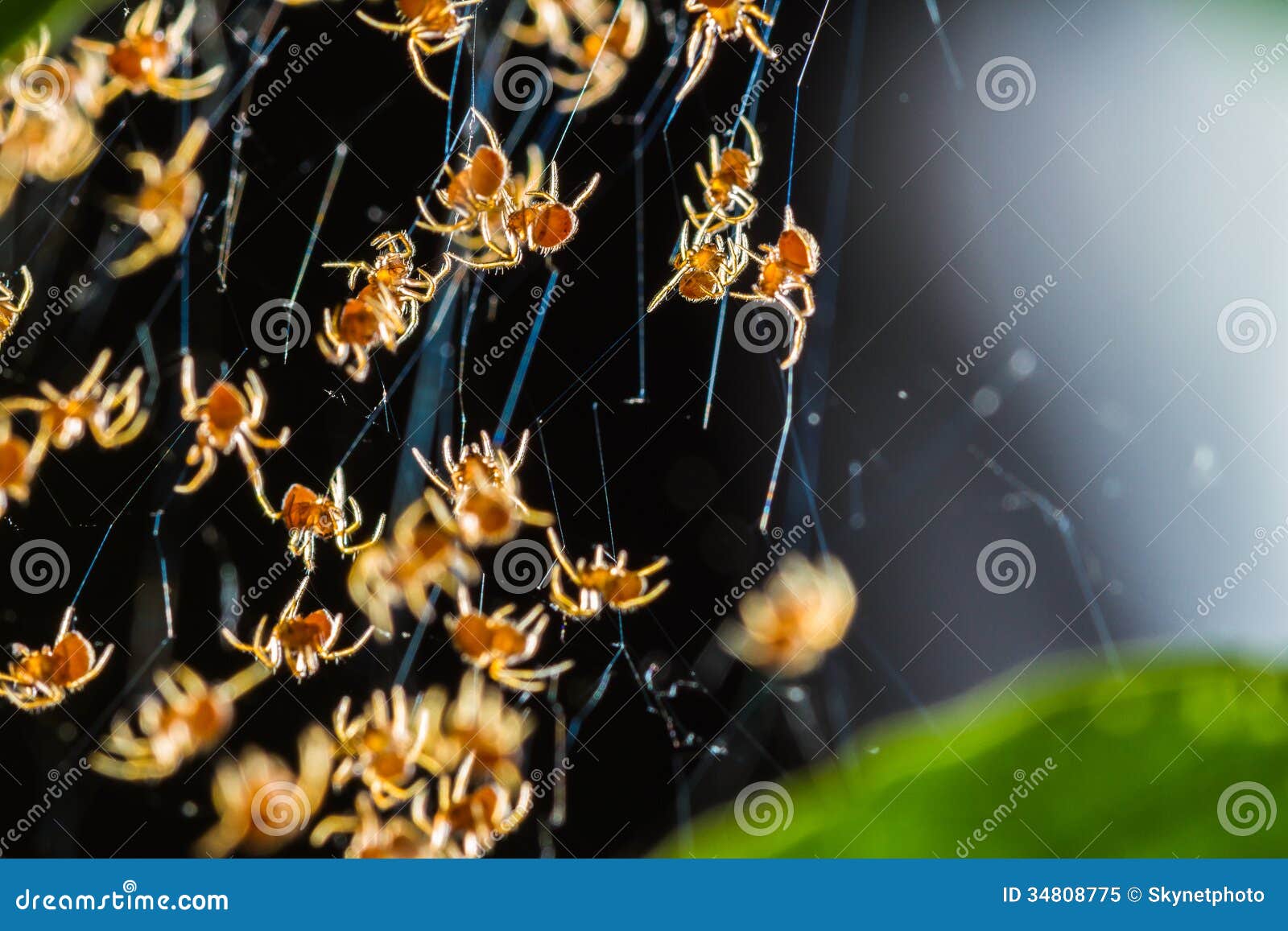 Babies spider stock image. Image of closeup, hair, nature - 34808775
