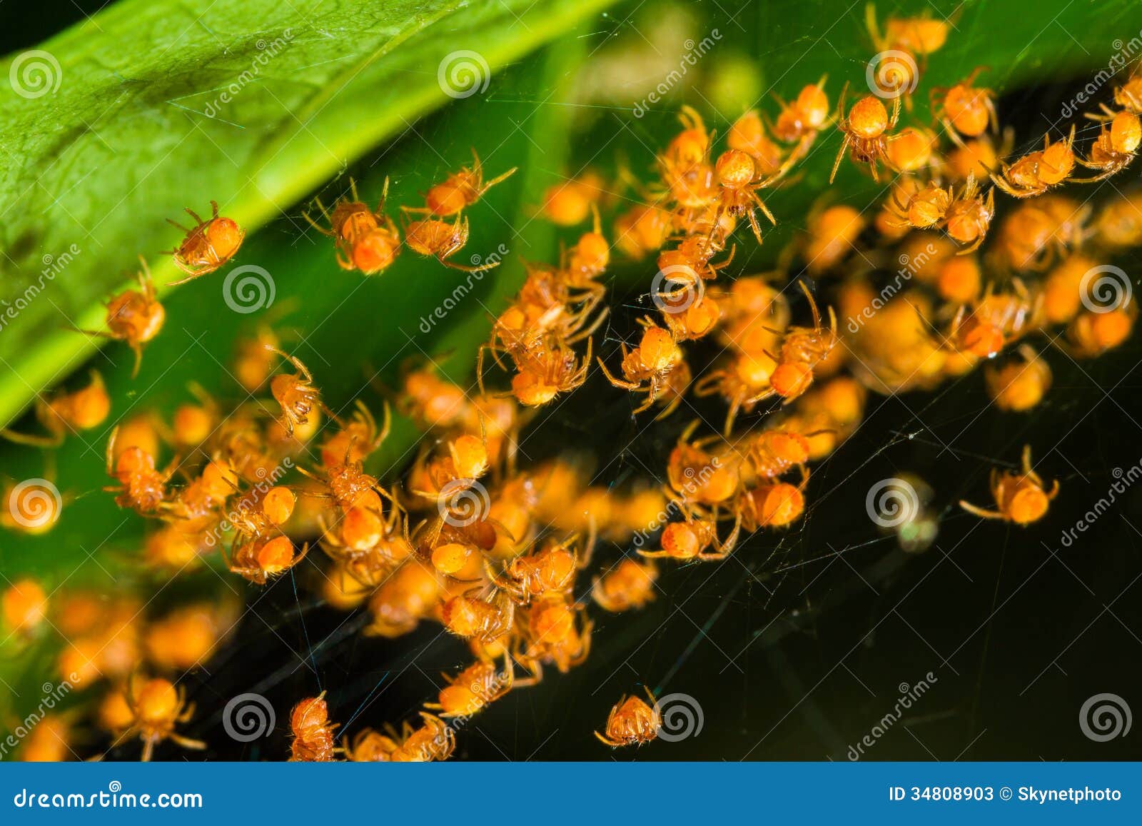 Babies spider stock image. Image of nature, predator - 34808903