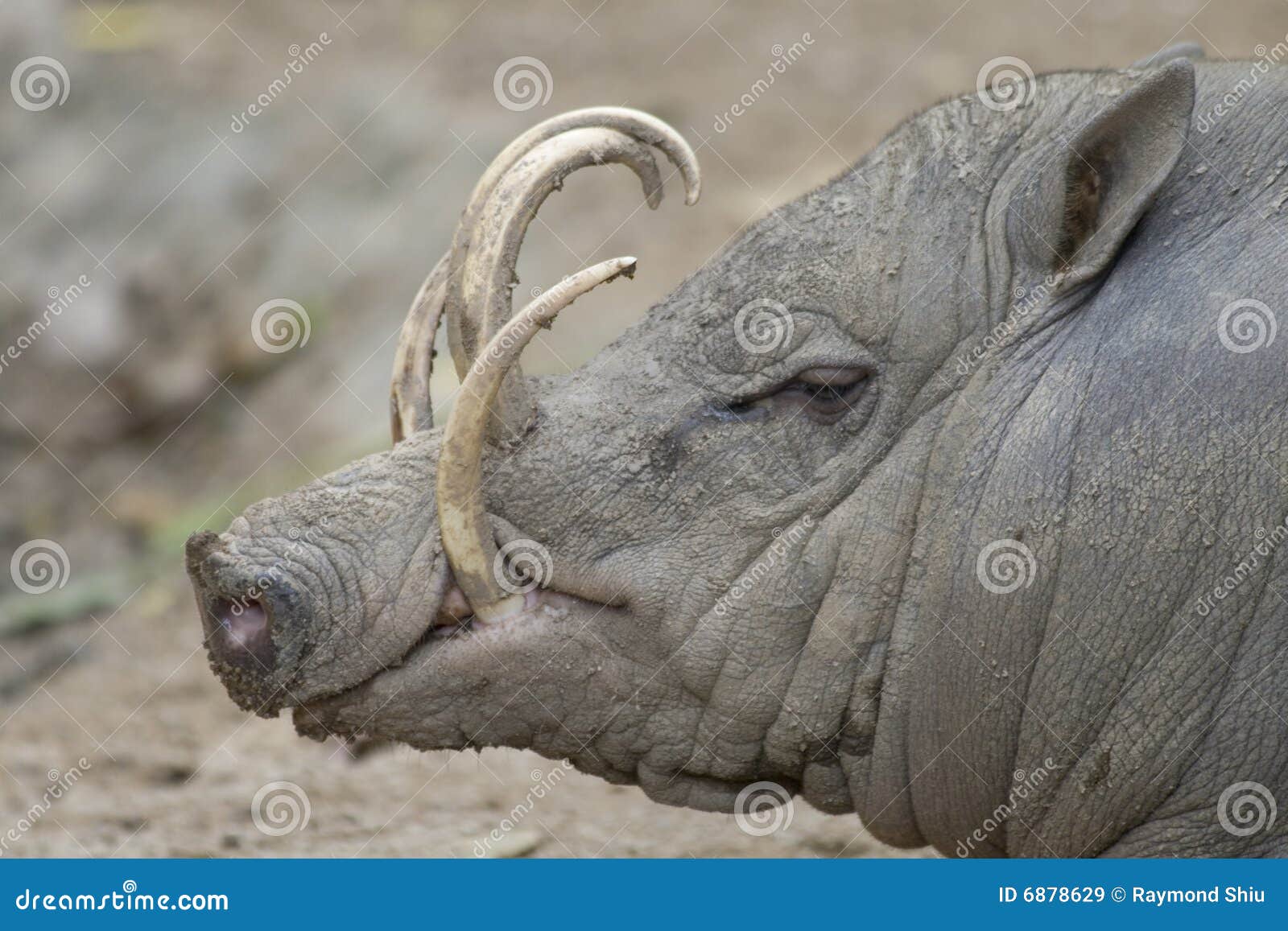 Babirus stock image. Image of babyrussa, horned, babirusa - 6878629