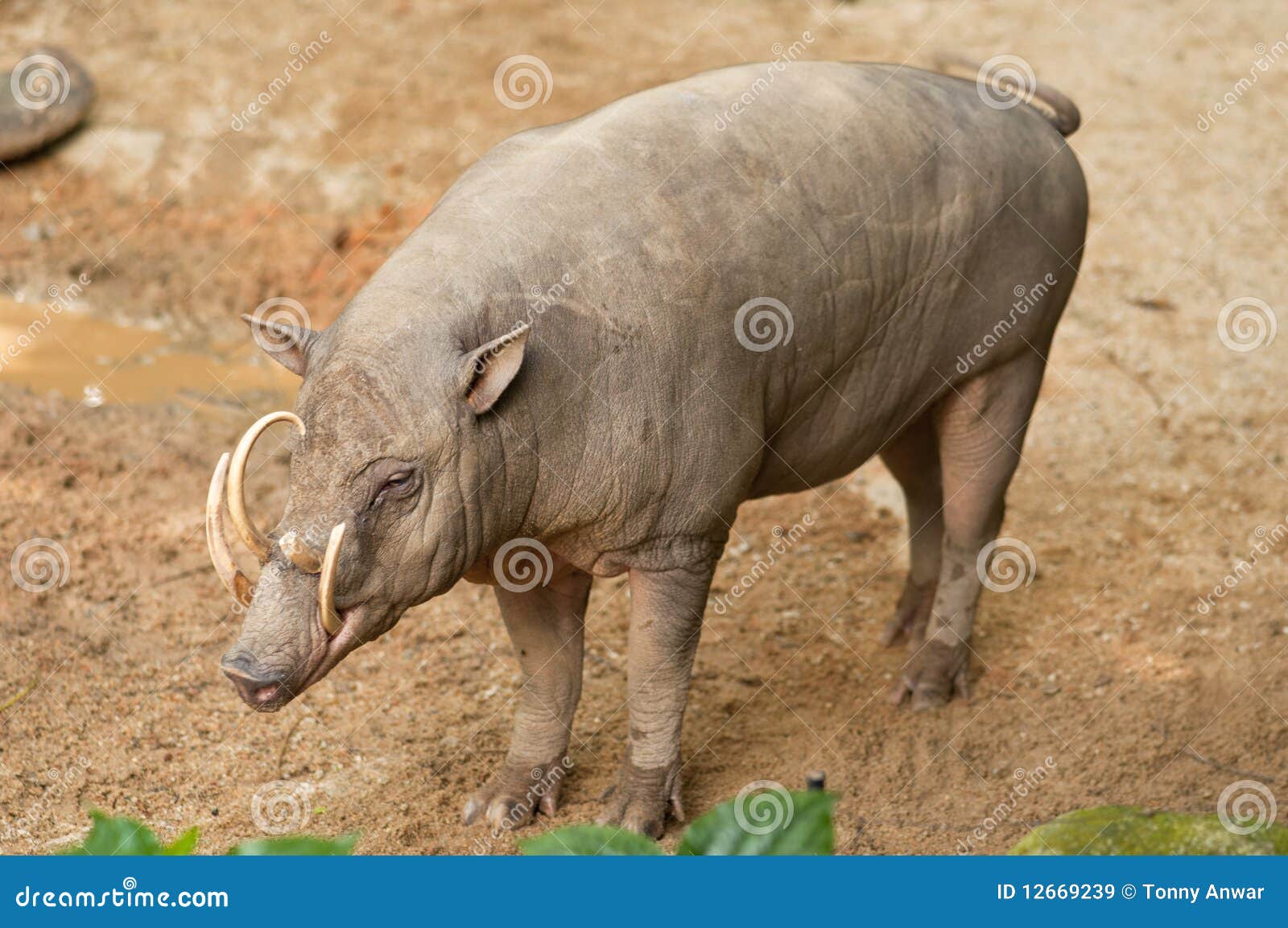Babirusa stock image. Image of cetartiodactyla, babyrousinae - 12669239