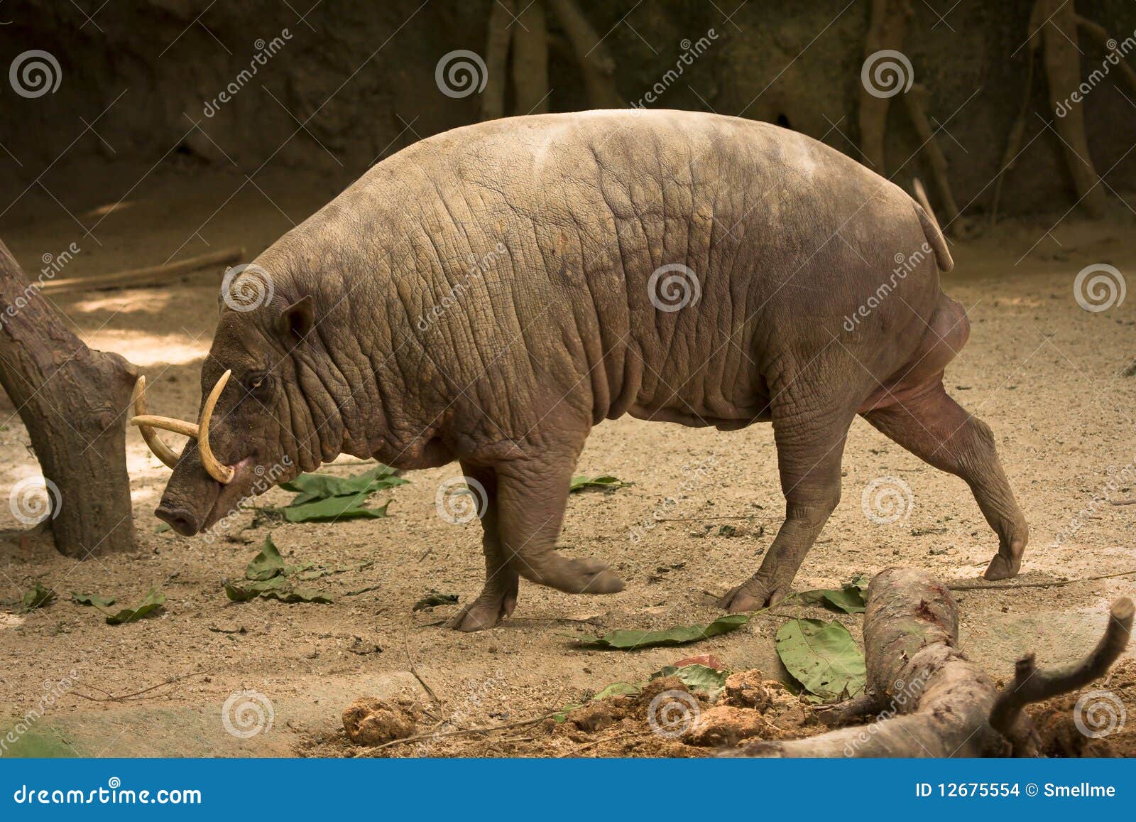 Babirusa stock photo. Image of giant, tusk, warthog, wildlife - 12675554