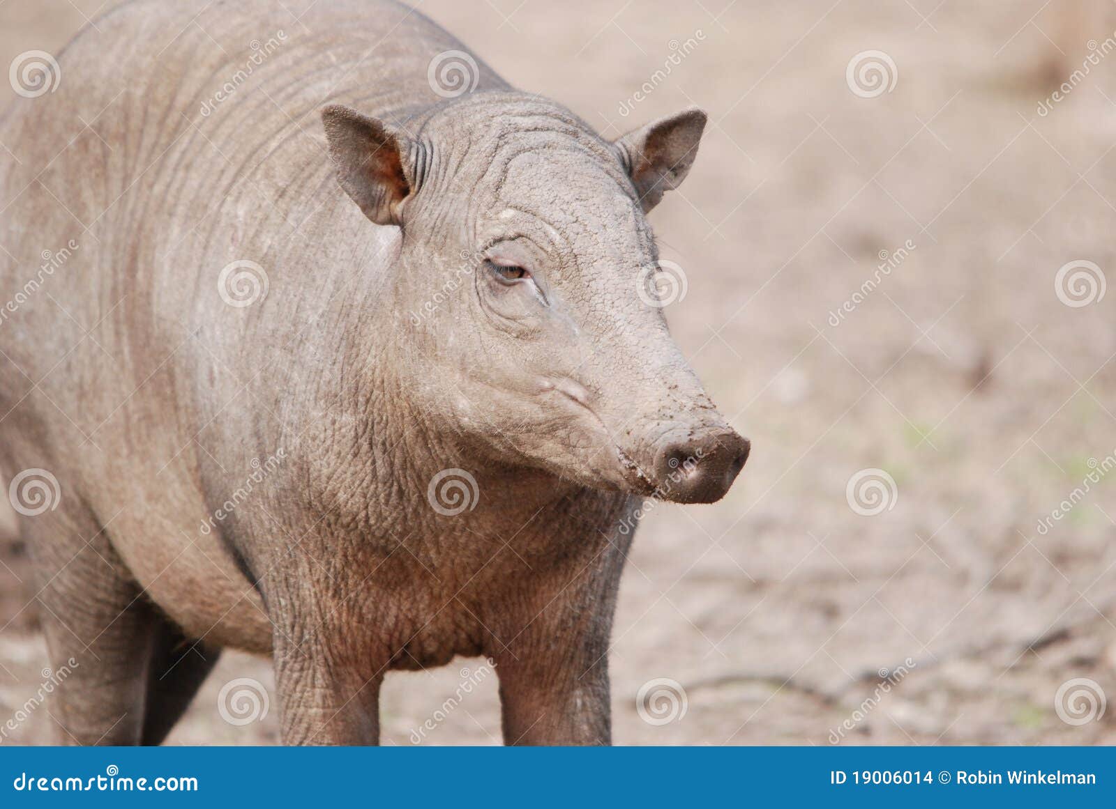 Babirusa stock photo. Image of crusty, dirty, filthy - 19006014