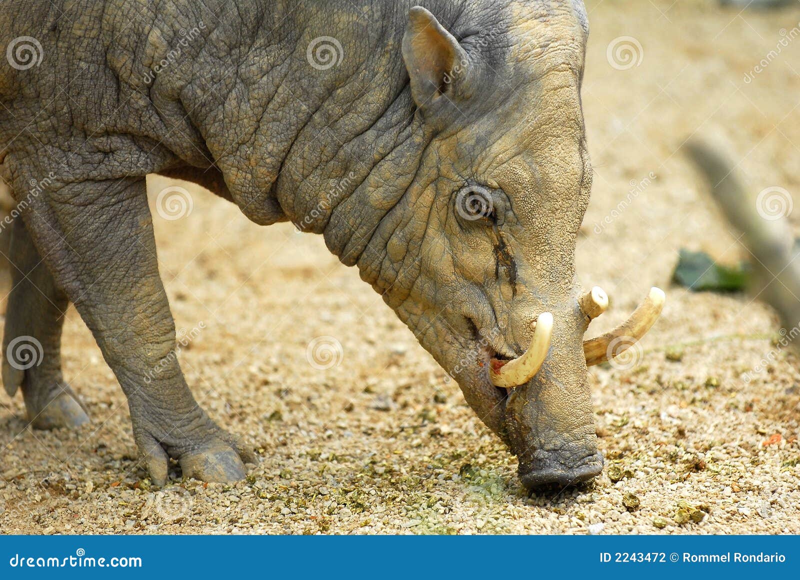 Babirusa stock photo. Image of mammals, portraits, disgusting - 2243472