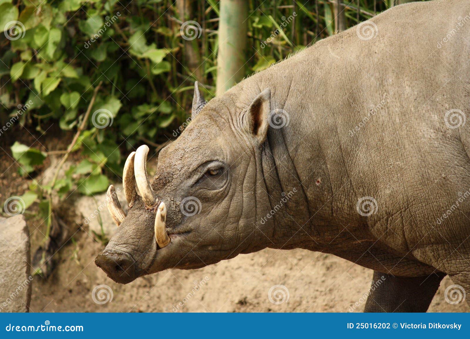 Babirusa stock photo. Image of wildlife, babirusa, mammal - 25016202