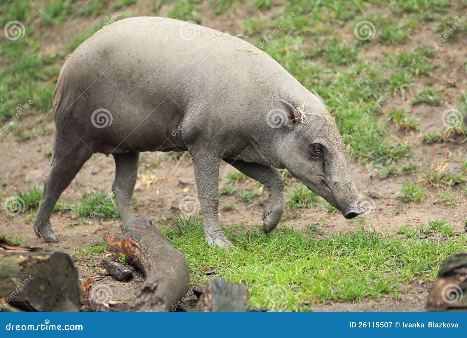 Babirusa stock image. Image of mammal, babirusa, animal - 26115507