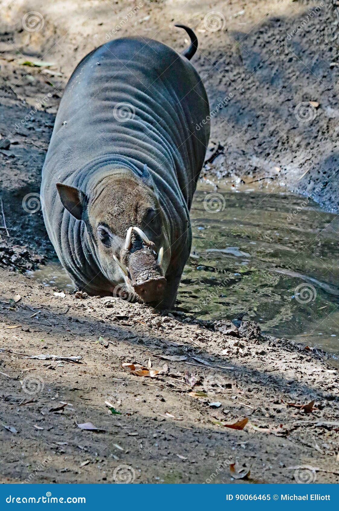 Babirusa imagen de archivo. Imagen de pista, cornamentas - 90066465