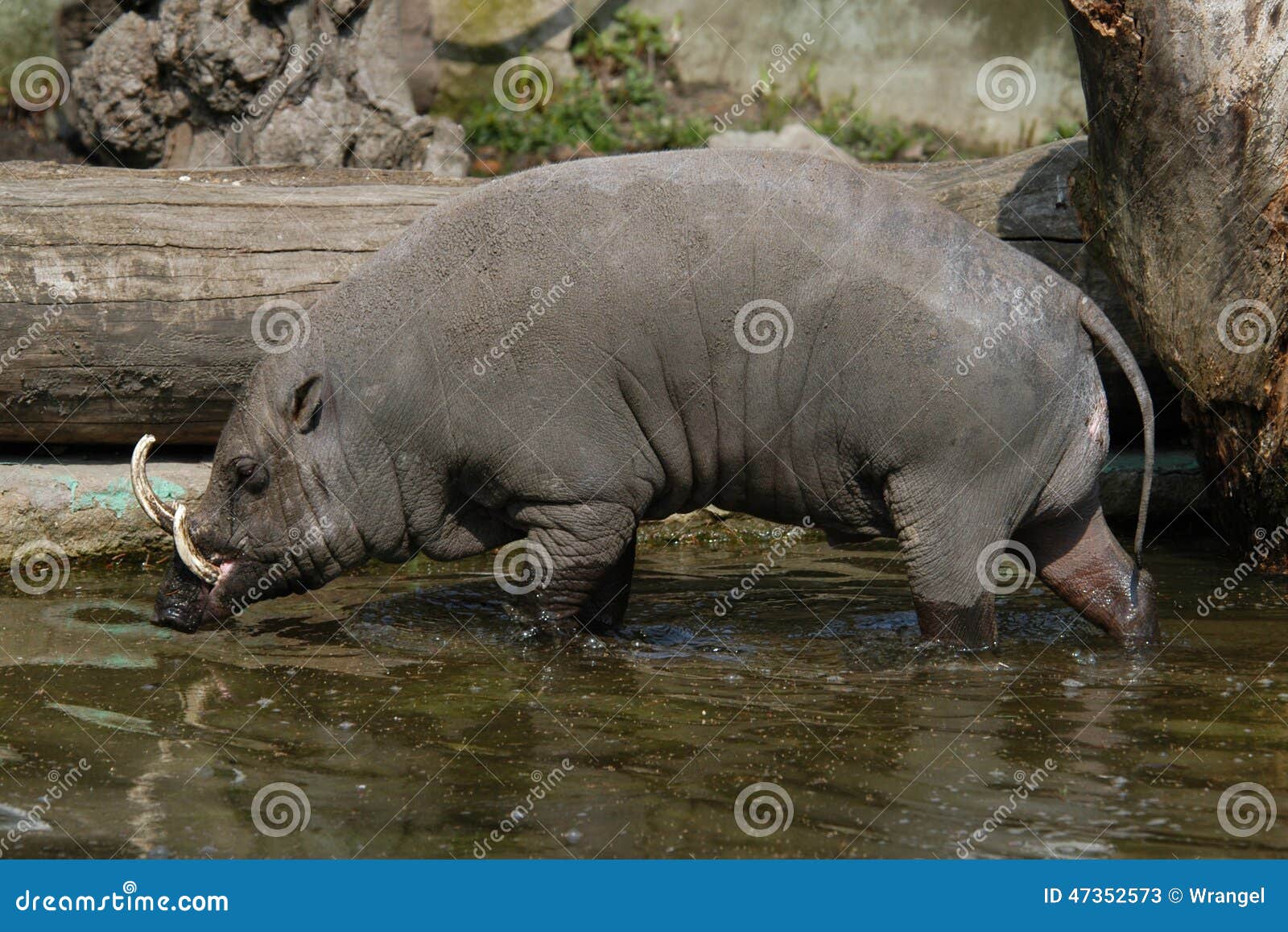 Babirusa stock image. Image of animal, alone, mammalia - 47352573