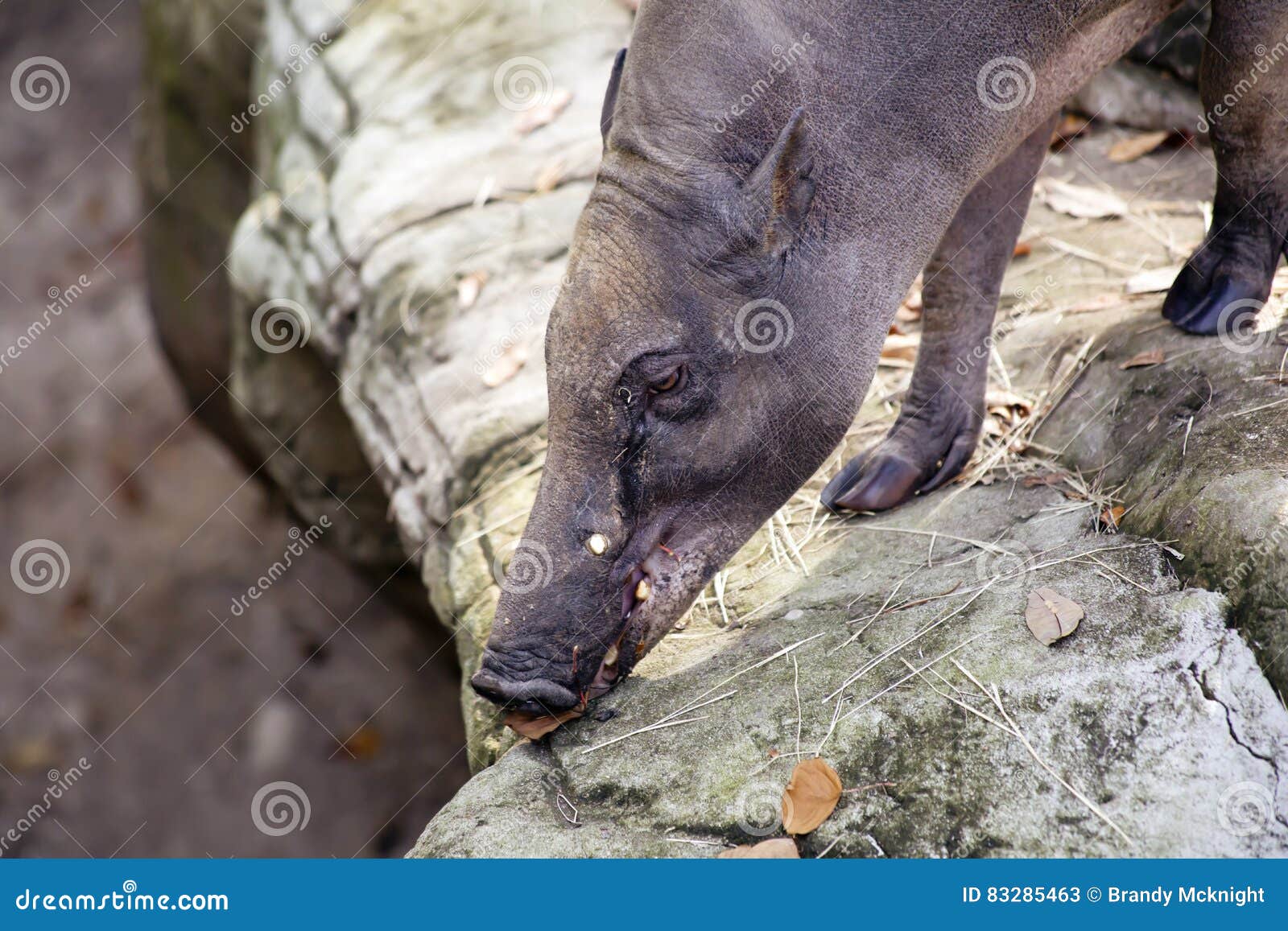 Babirusa stock image. Image of golden, jungle, park, fauna - 83285463