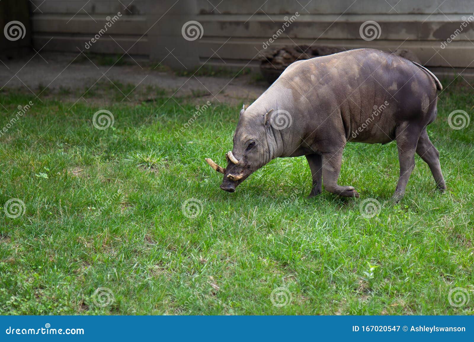Babirusa Deer Pig Babyrousa Grey Stock Image - Image of hoofed ...