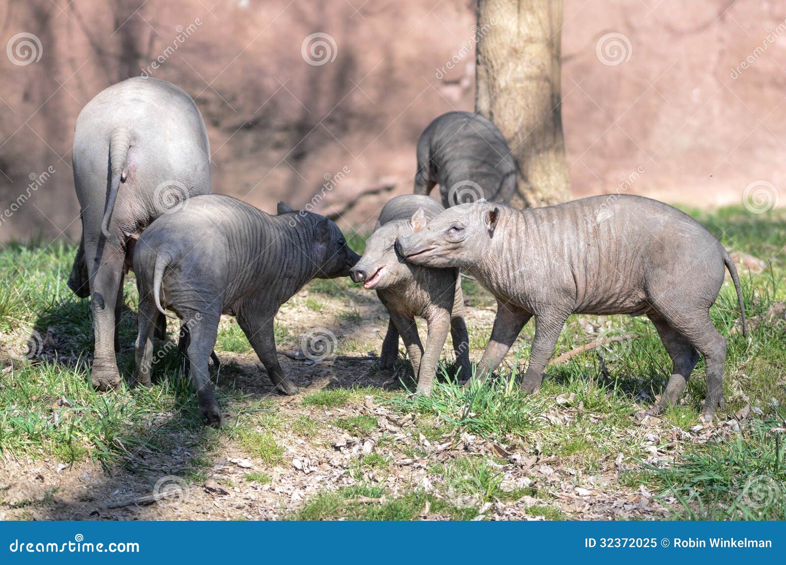 Babirusa family stock image. Image of swine, play, herd - 32372025