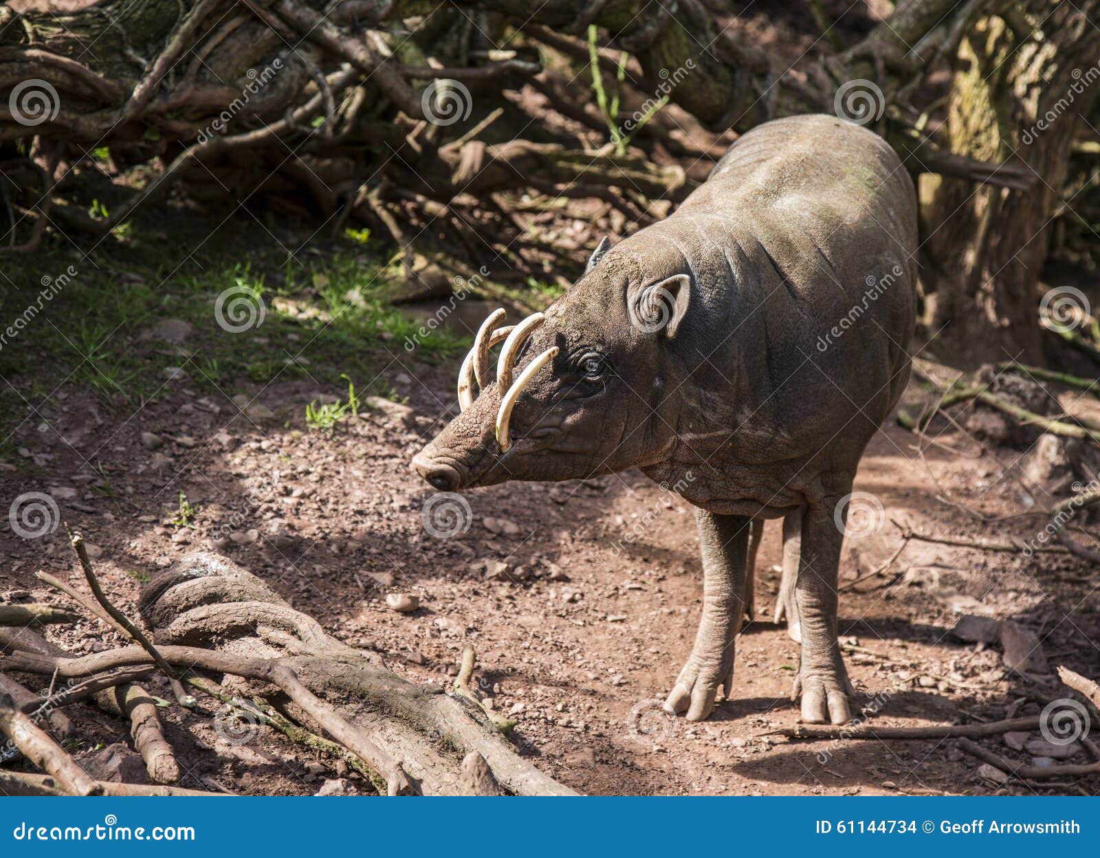 Babirusa stock photo. Image of nature, thick, eyelashes - 61144734