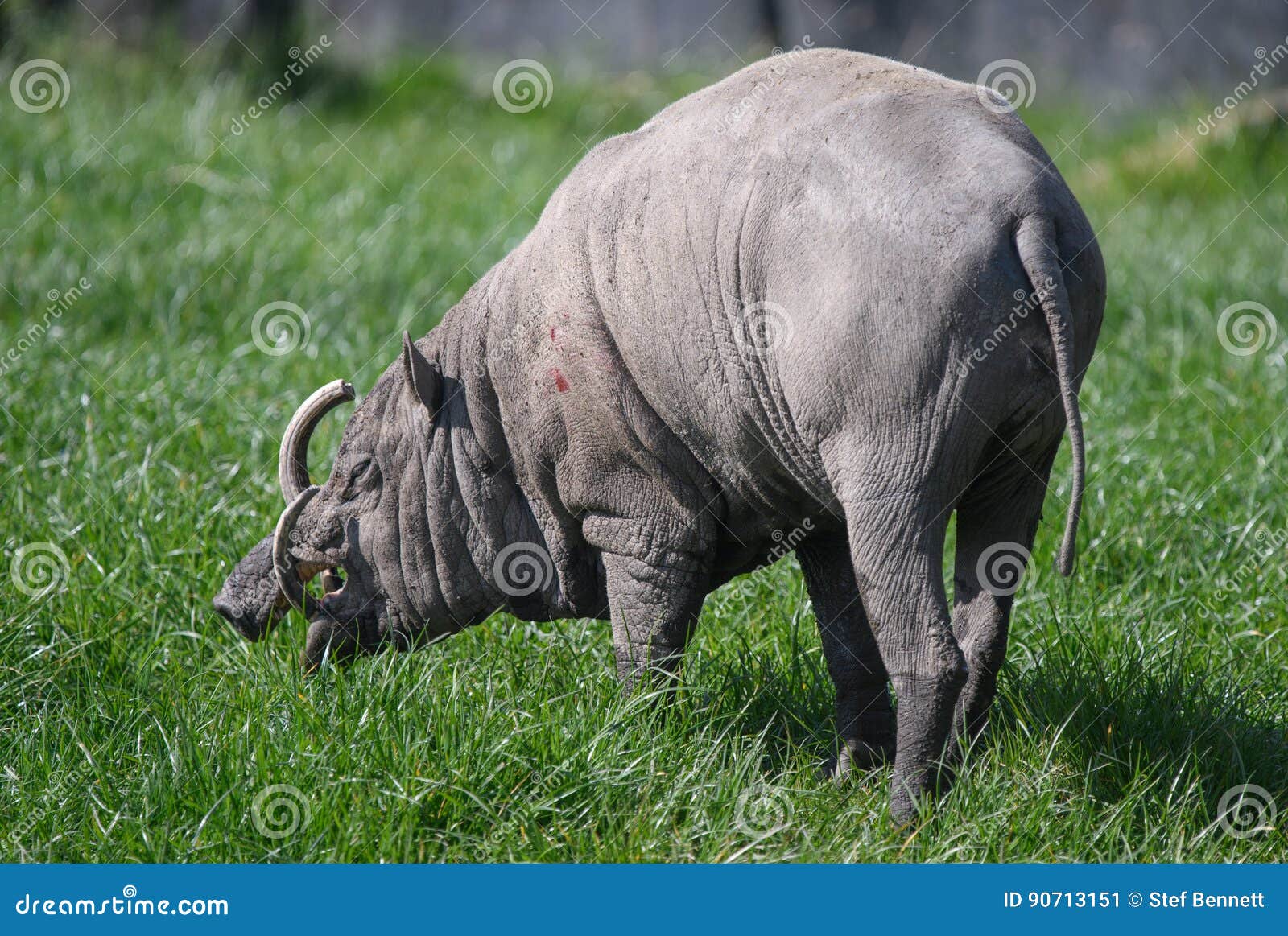 Babirusa stock image. Image of animal, grazing, field - 90713151