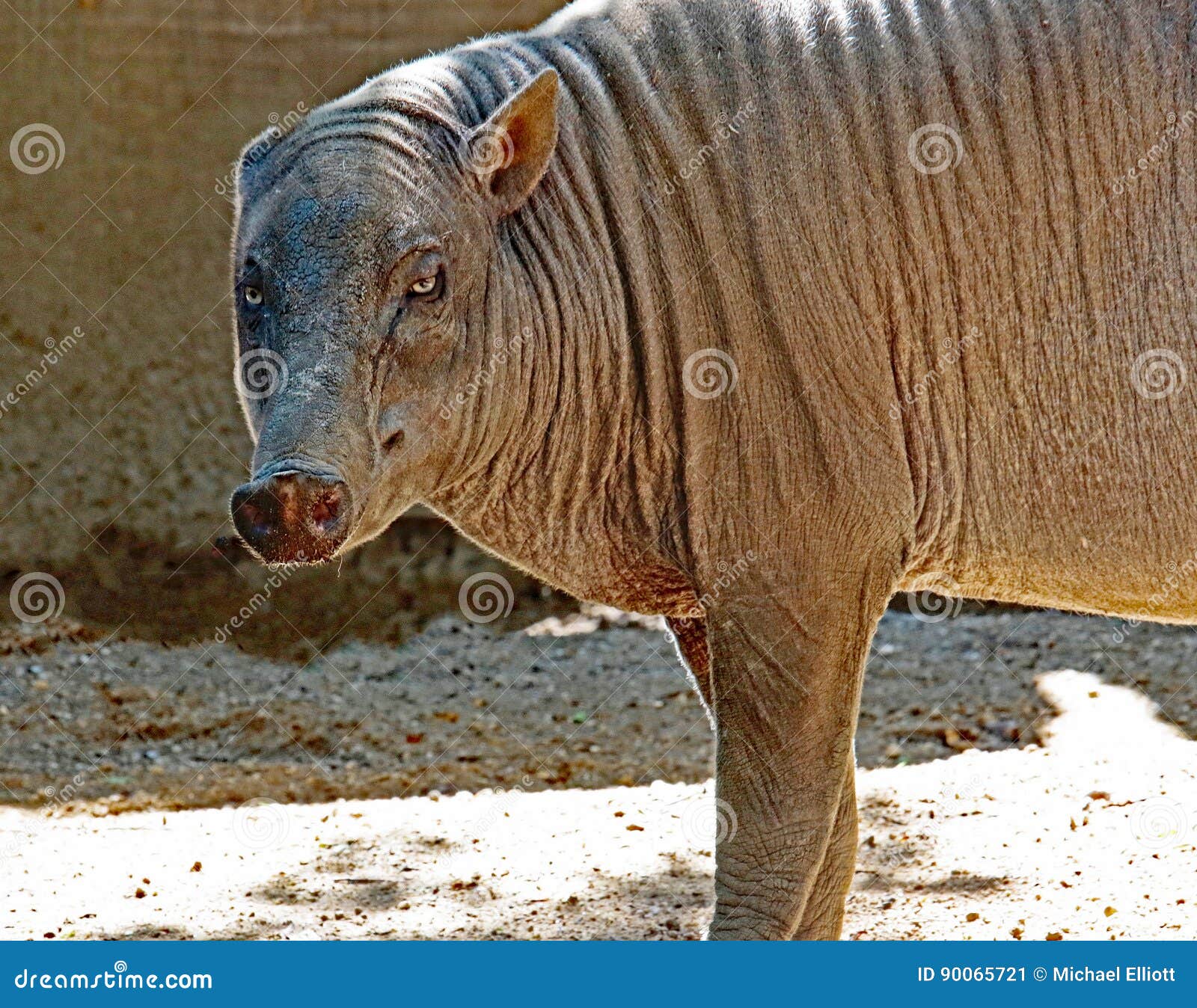Babirusa stock image. Image of animal, fang, headshot - 90065721