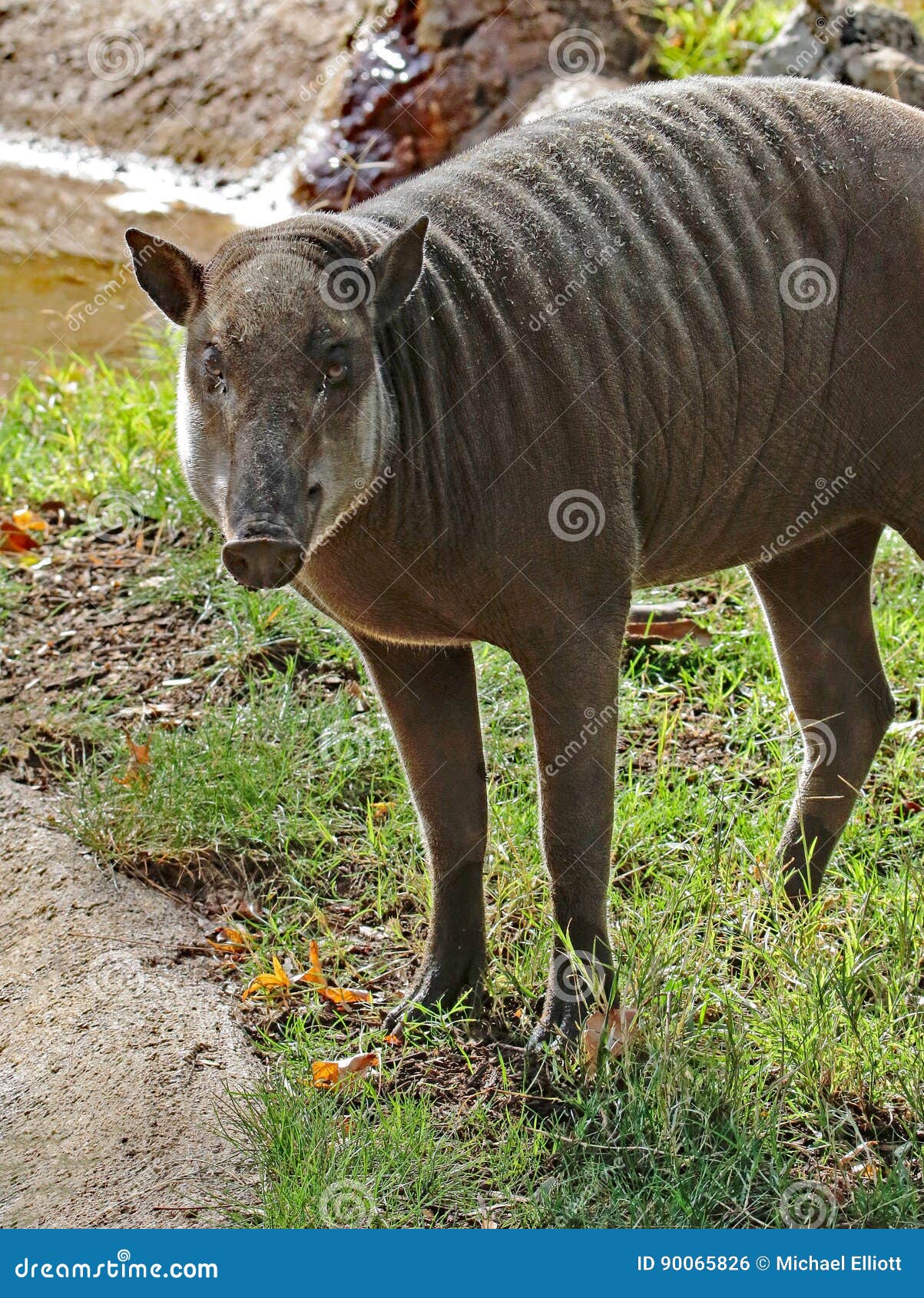 Babirusa stock photo. Image of closeup, gray, boar, indonesian - 90065826