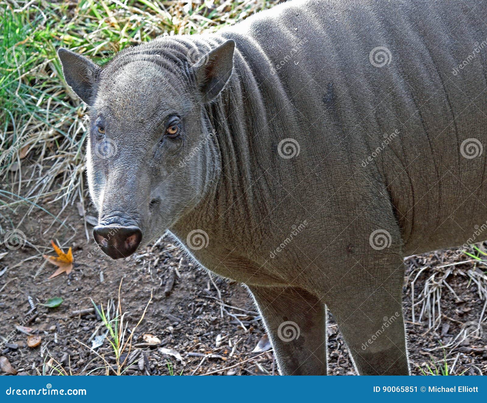 Babirusa stock image. Image of indonesia, horned, ivory - 90065851
