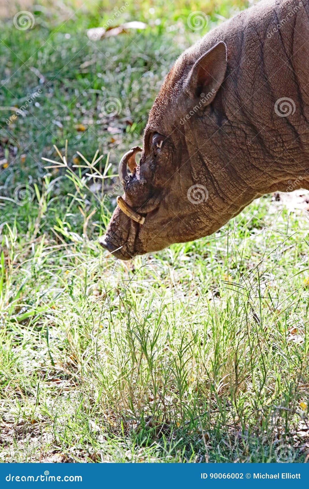 Babirusa stock photo. Image of fang, closeup, gray, endangered - 90066002