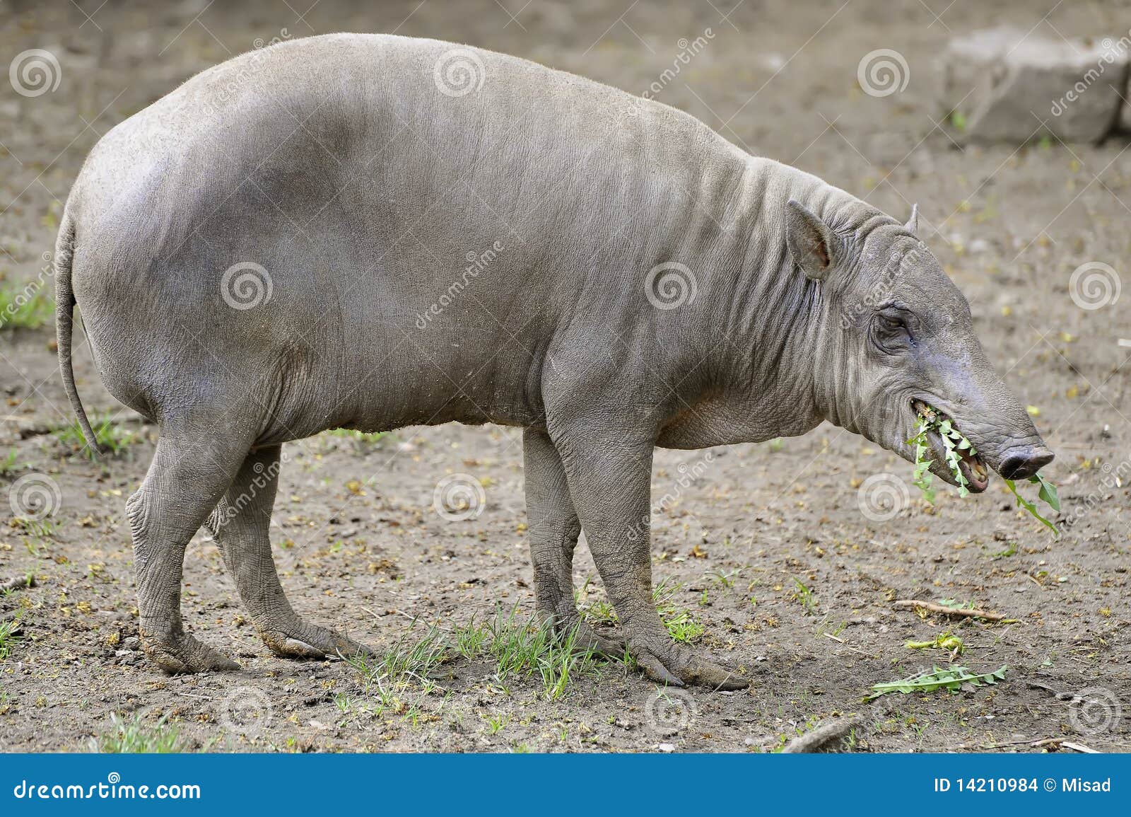 Babirusa - pig stock photo. Image of fanny, indonesian - 14210984