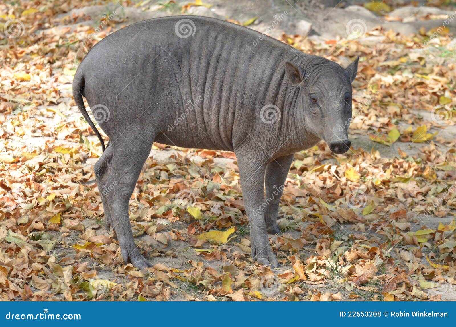 Babirusa pig stock photo. Image of skin, snout, hoof - 22653208