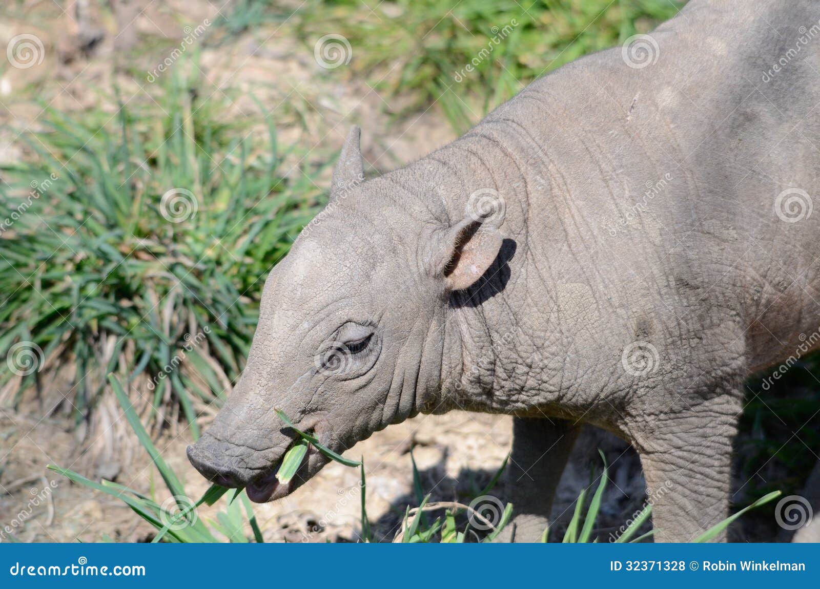 Babirusa pig eating stock photo. Image of swine, meal - 32371328