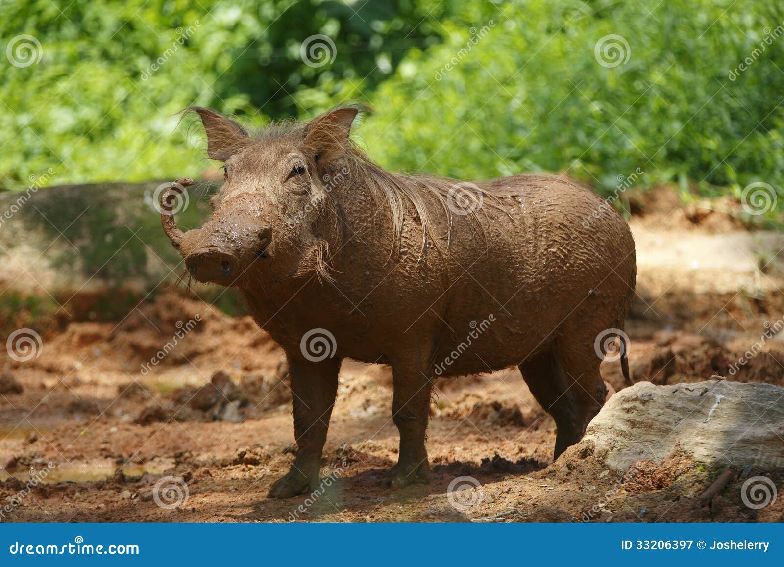 Babirusa 2 stock image. Image of wildlife, nature, boar - 33206397