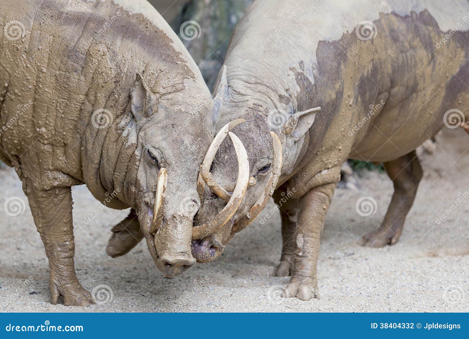 Babirusa Wild Boar Pair Snuggling Stock Photo - Image of southeast ...