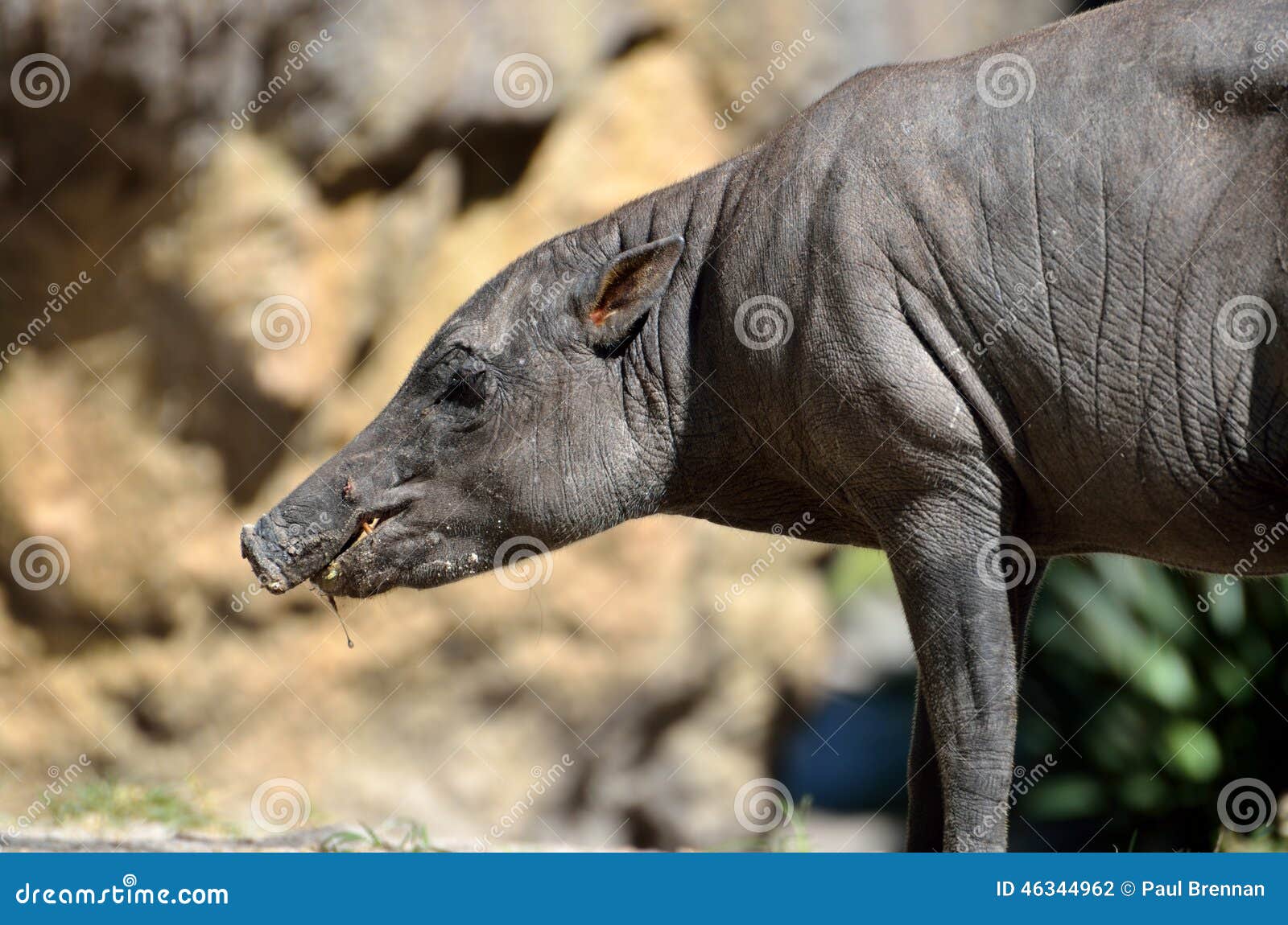 Babirusa wild pig stock photo. Image of mammals, reservation - 46344962