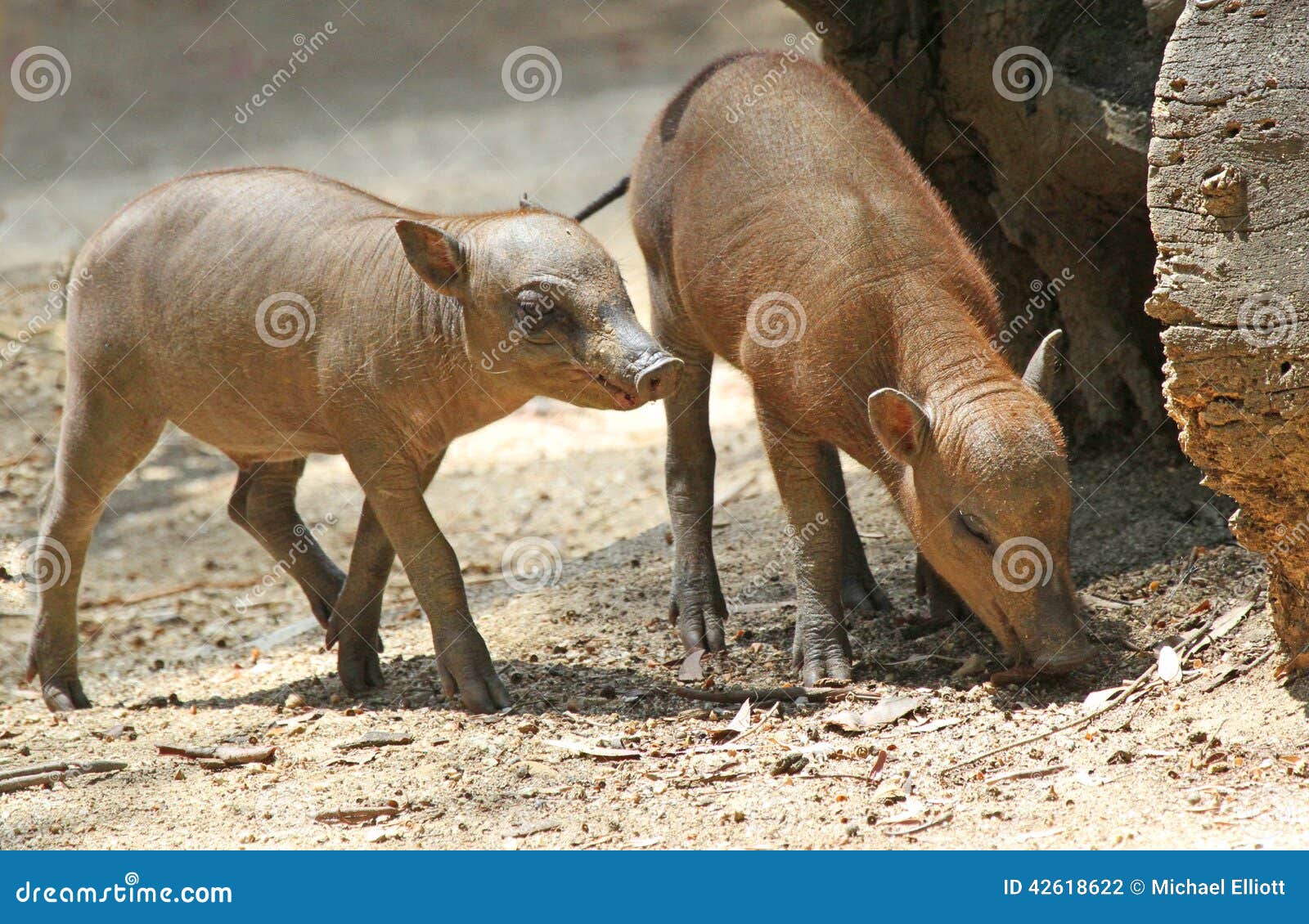 Babirussa fotografia stock. Immagine di muso, bambini - 42618622