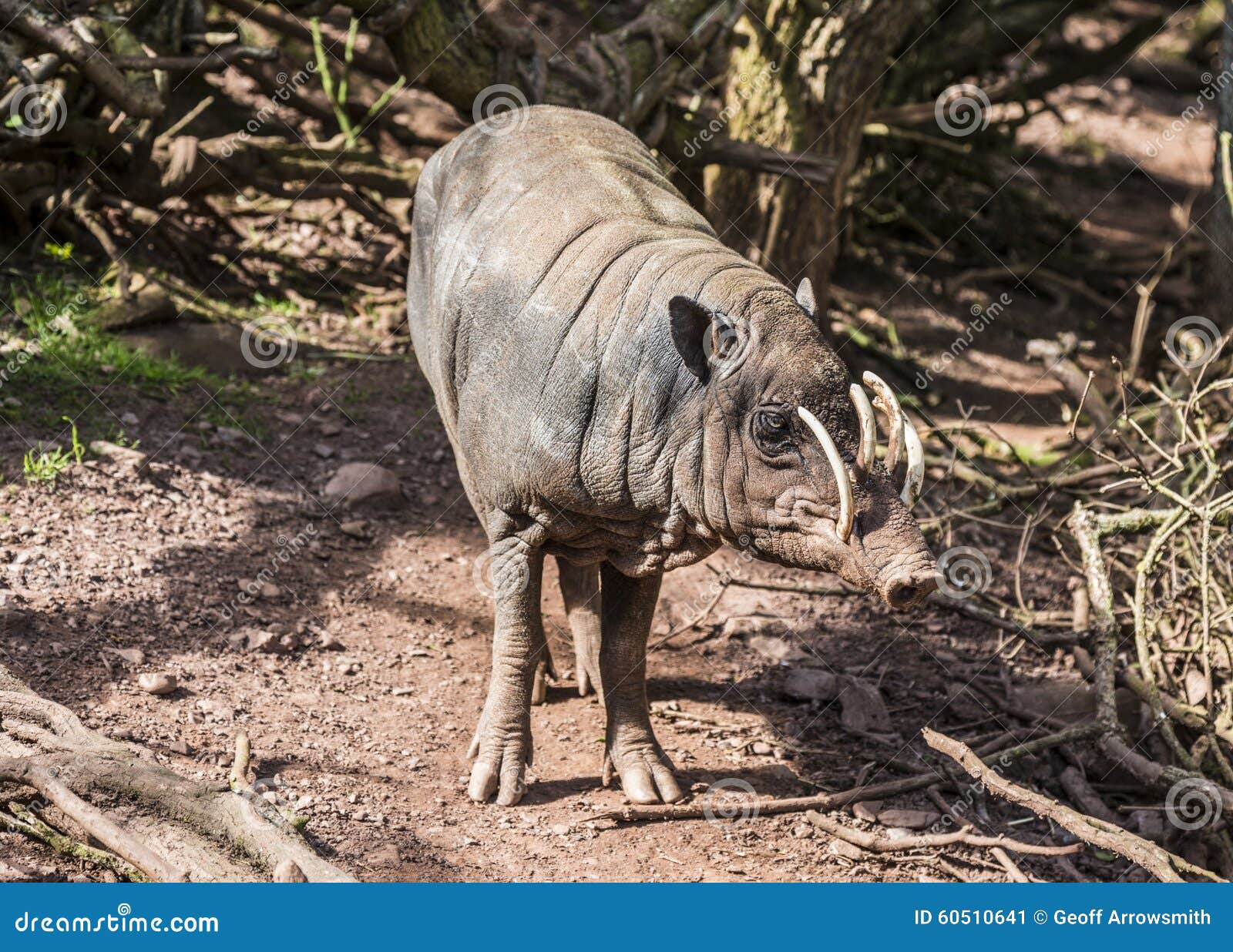 Babirussa immagine stock. Immagine di onnivoro, indonesia - 60510641