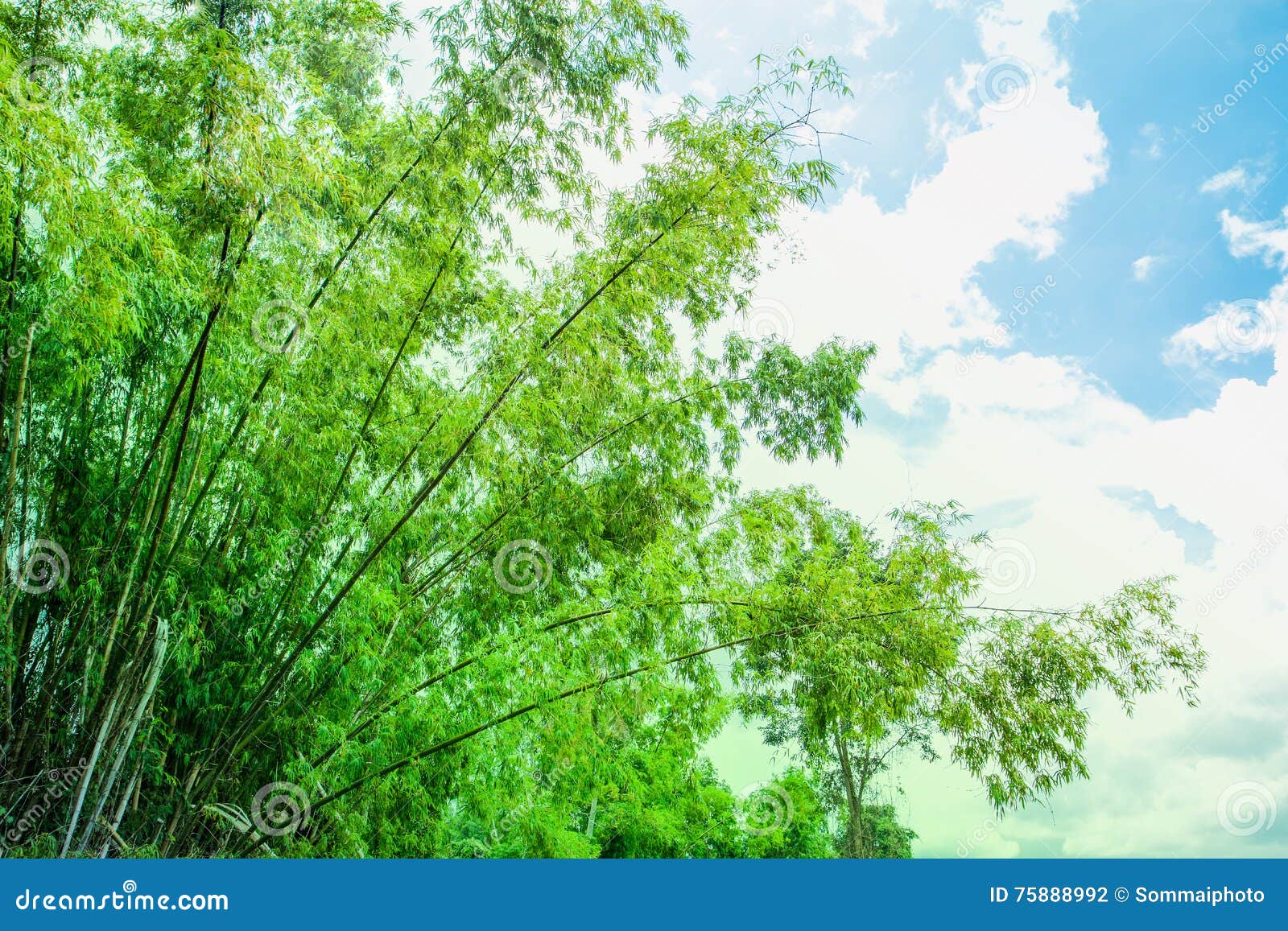 Baboo tree stock photo. Image of green, baboo, blue, budding - 75888992