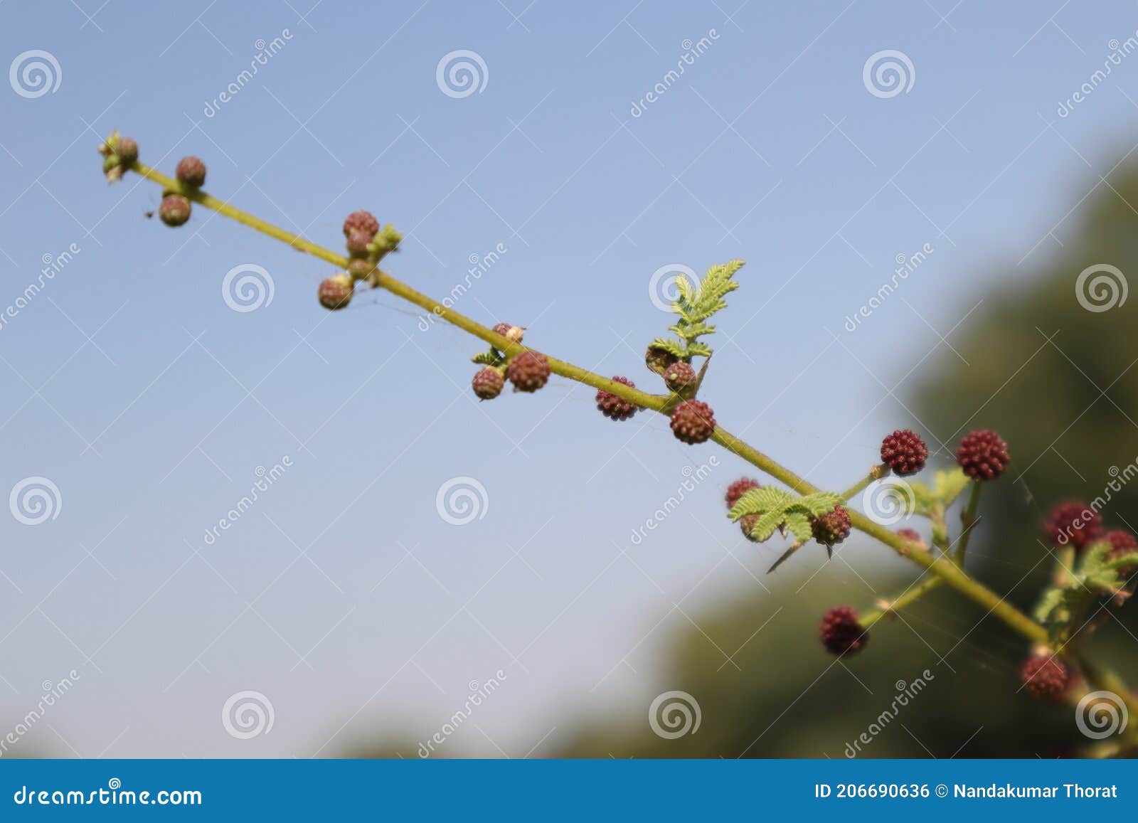 Babool Flower with Blur Background Stock Photo - Image of thorn, yellow ...