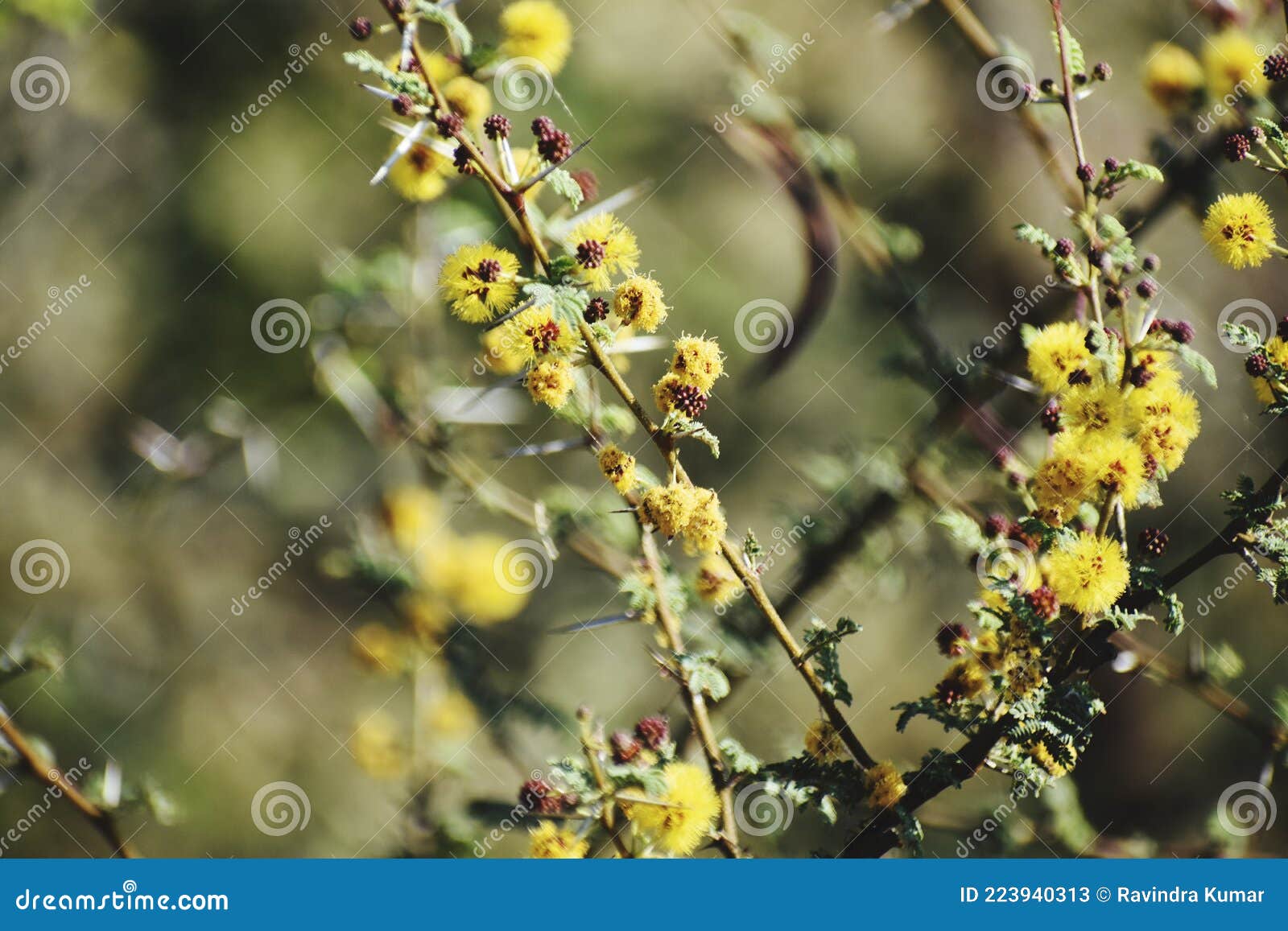 Babool flowers and plants stock image. Image of babool - 223940313