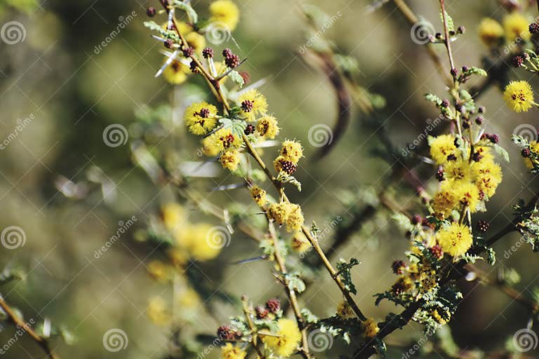 Babool flowers and plants stock image. Image of babool - 223940313