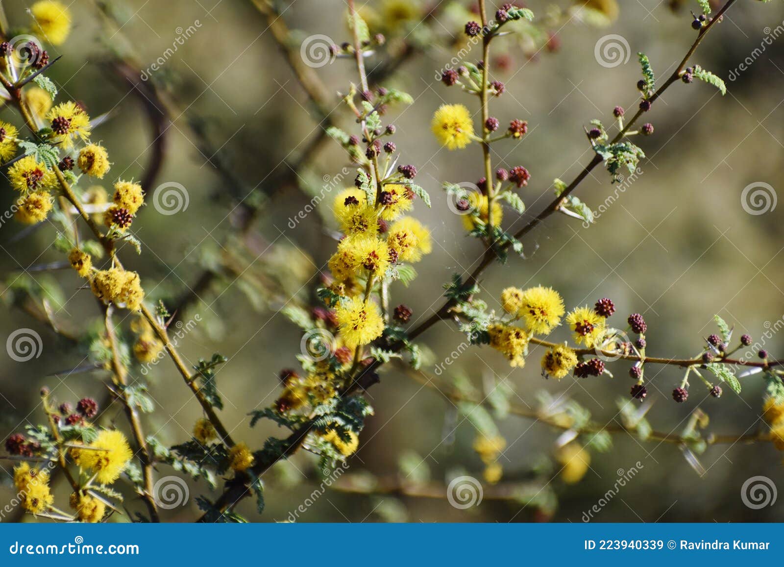 Babool flowers and plants stock image. Image of babool - 223940339