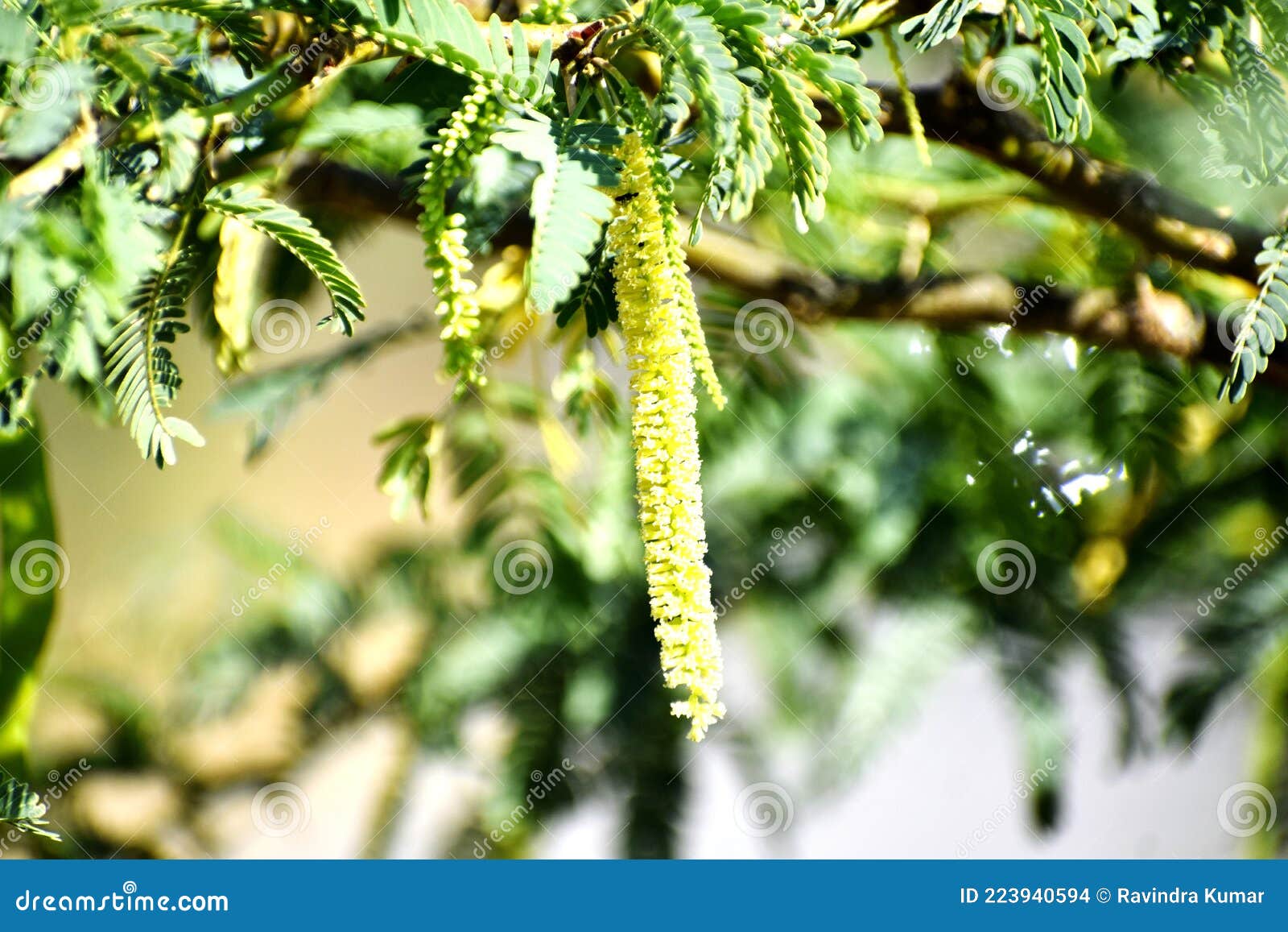 Babool flowers and plants stock photo. Image of flowers - 223940594