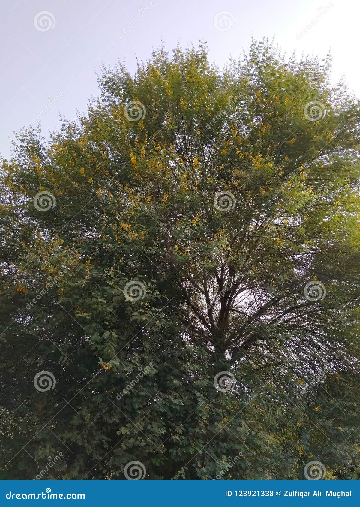 A Babool tree stock photo. Image of beautiful, babool - 123921338