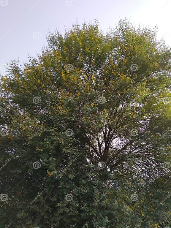 A Babool tree stock photo. Image of beautiful, babool - 123921338