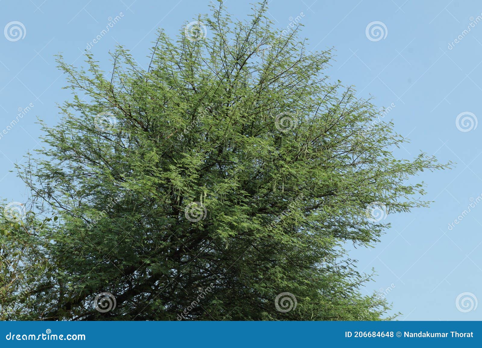Babool Tree, Known As Gum Arabic Tree, Babul, Thorn Mimosa, Vachellia ...
